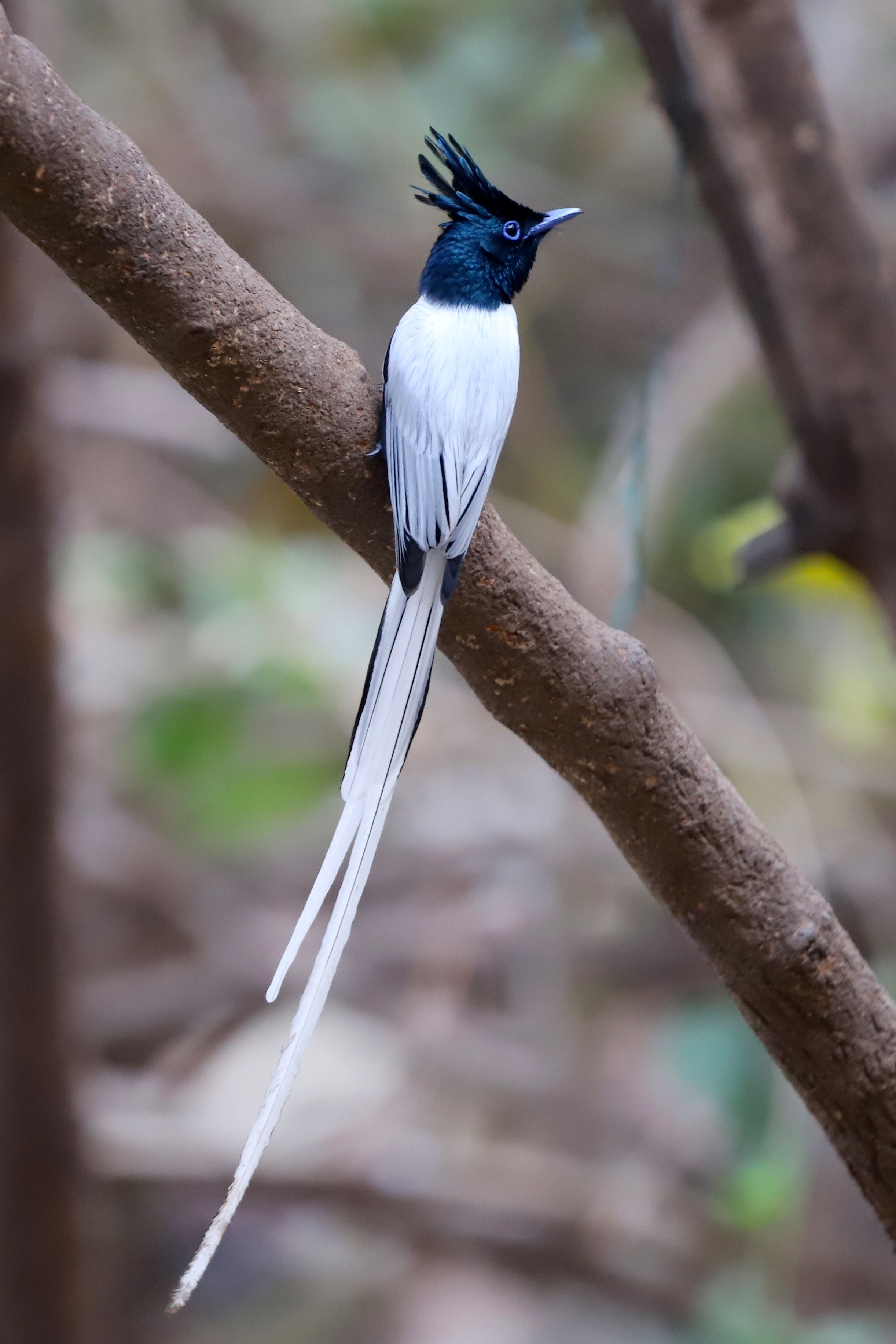 Streamer Tail Photos, Download The BEST Free Streamer Tail Stock Photos ...