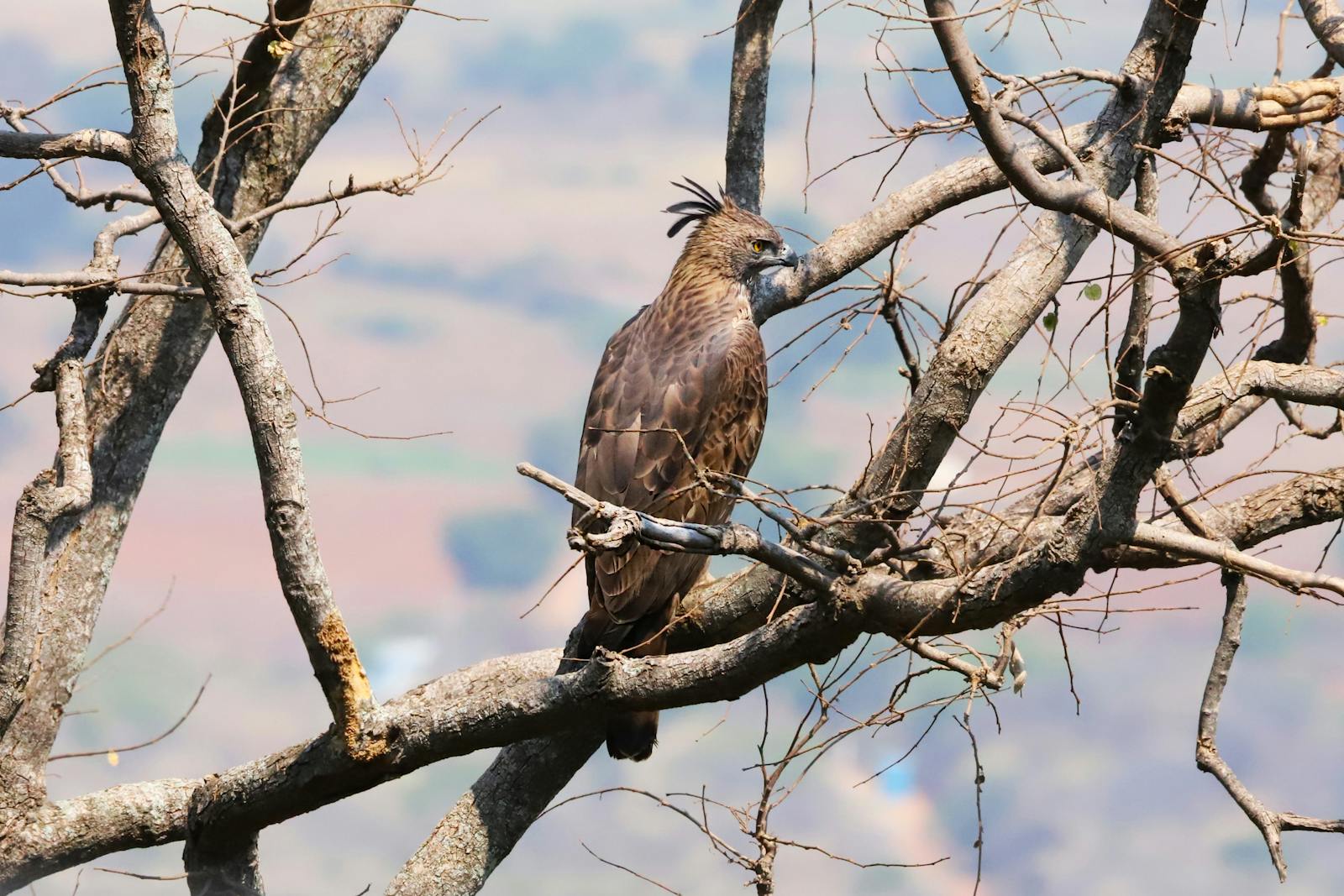 Bare Bosom Photos, Download The BEST Free Bare Bosom Stock Photos & HD ...