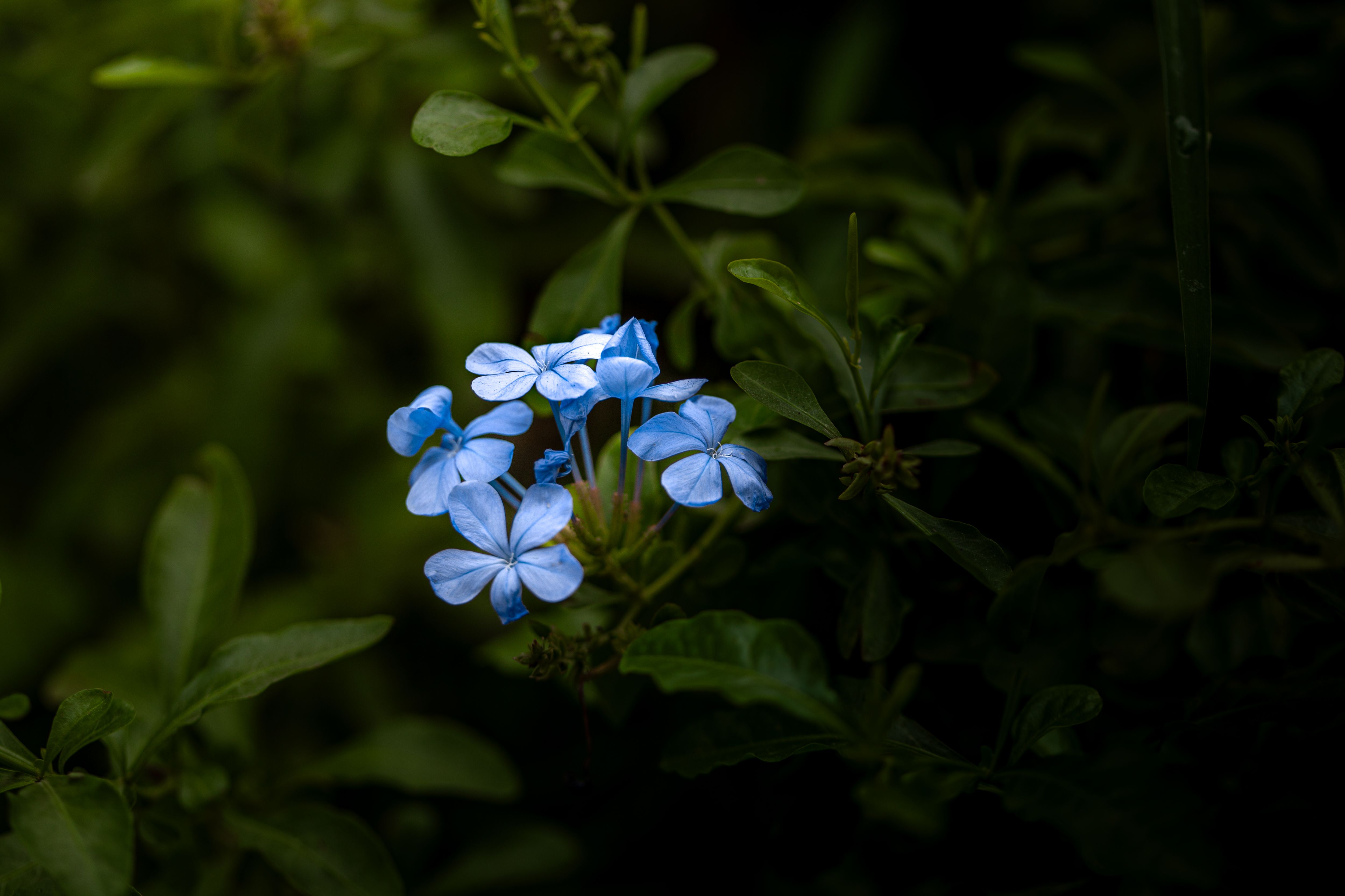 Delicate Blue Plumbago in Natural Light · Free Stock Photo