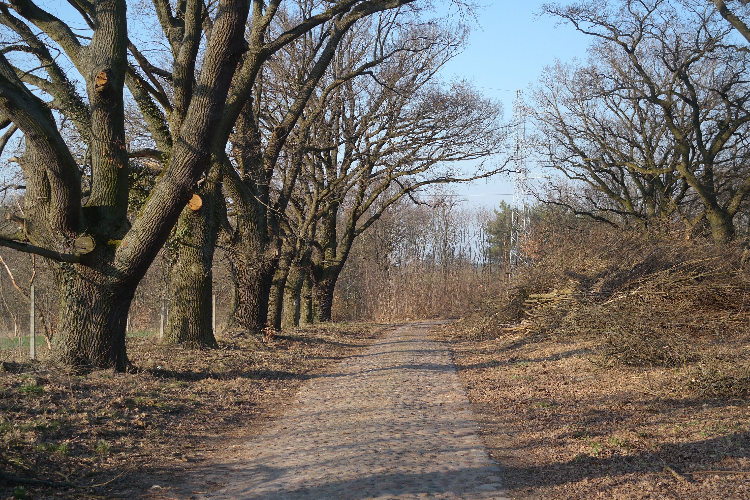 Peaceful Outdoor Path Lined with Oak Trees · Free Stock Photo