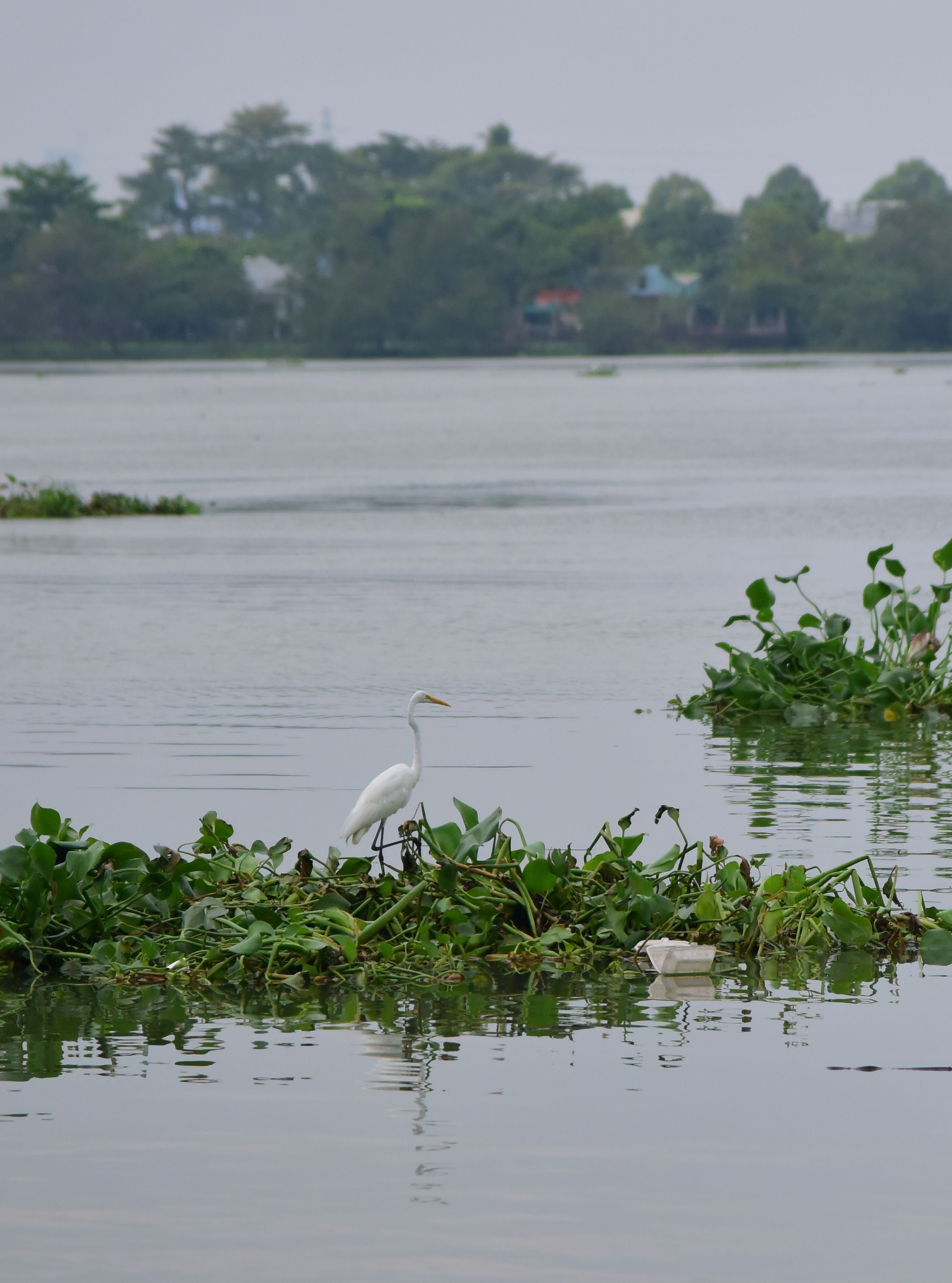 Serene Egret in Lush Green Waterscape · Free Stock Photo