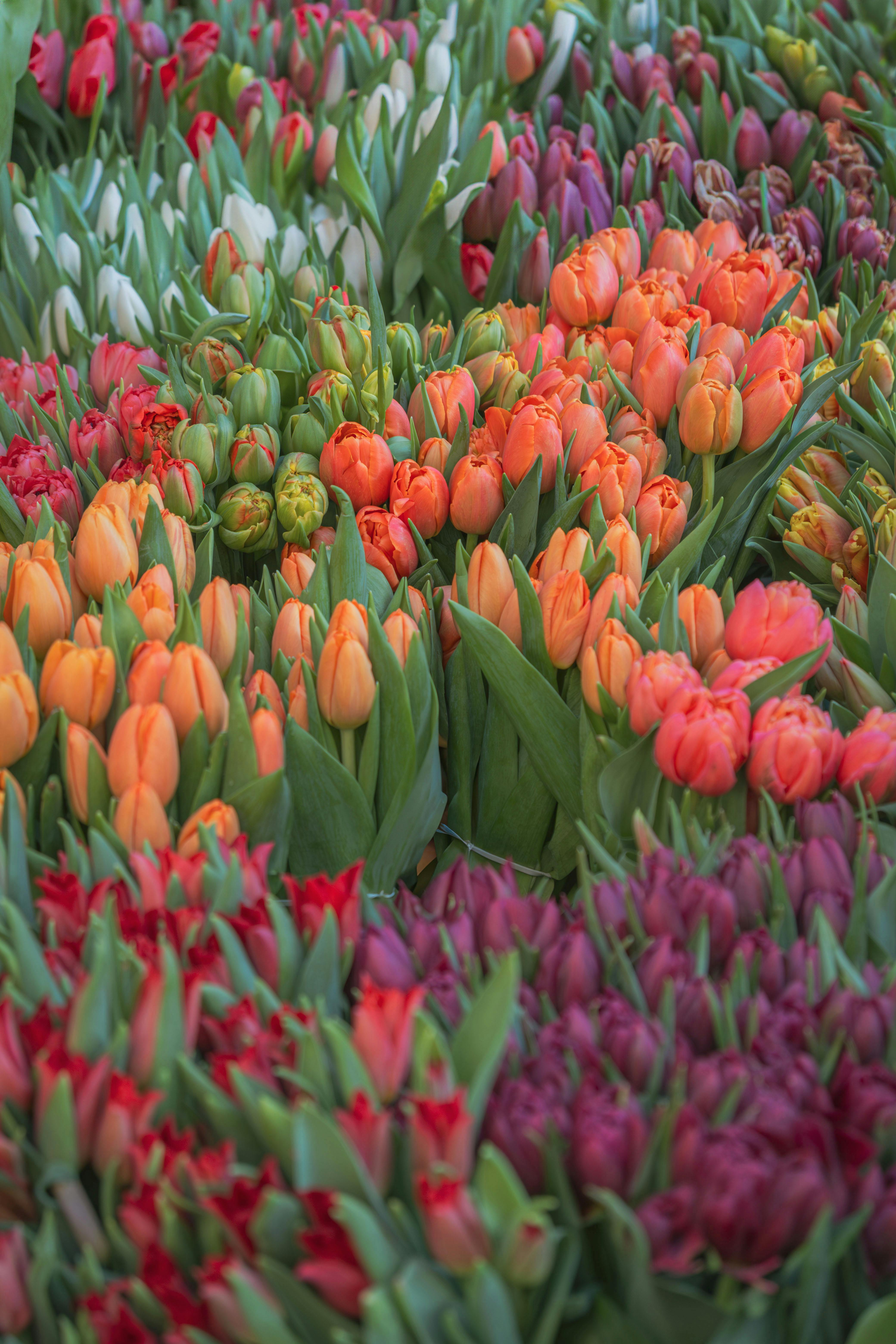 Vibrant Tulip Market Display in Freiburg · Free Stock Photo