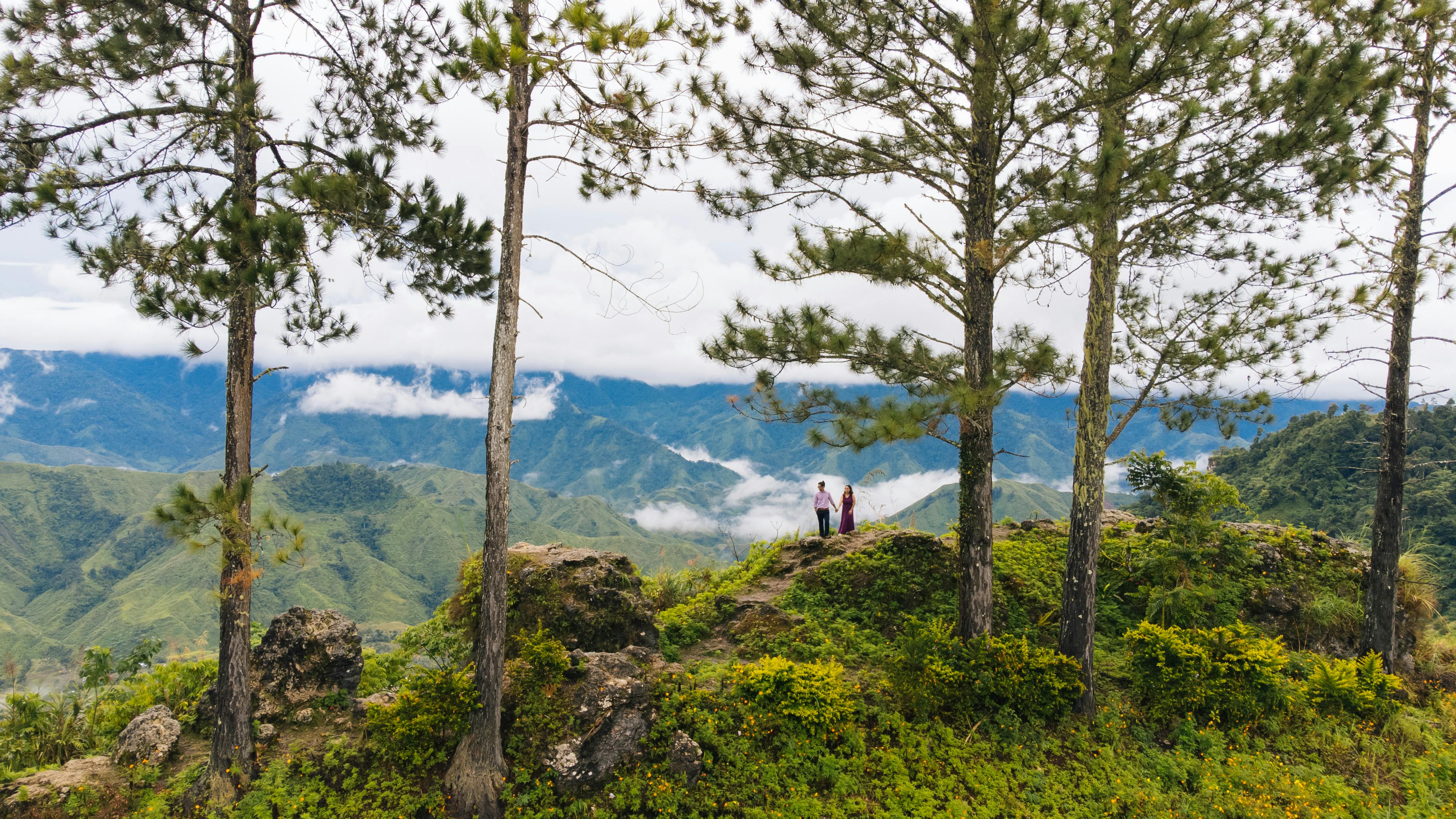 Scenic View of Pine Trees and Mountains in Davao · Free Stock Photo