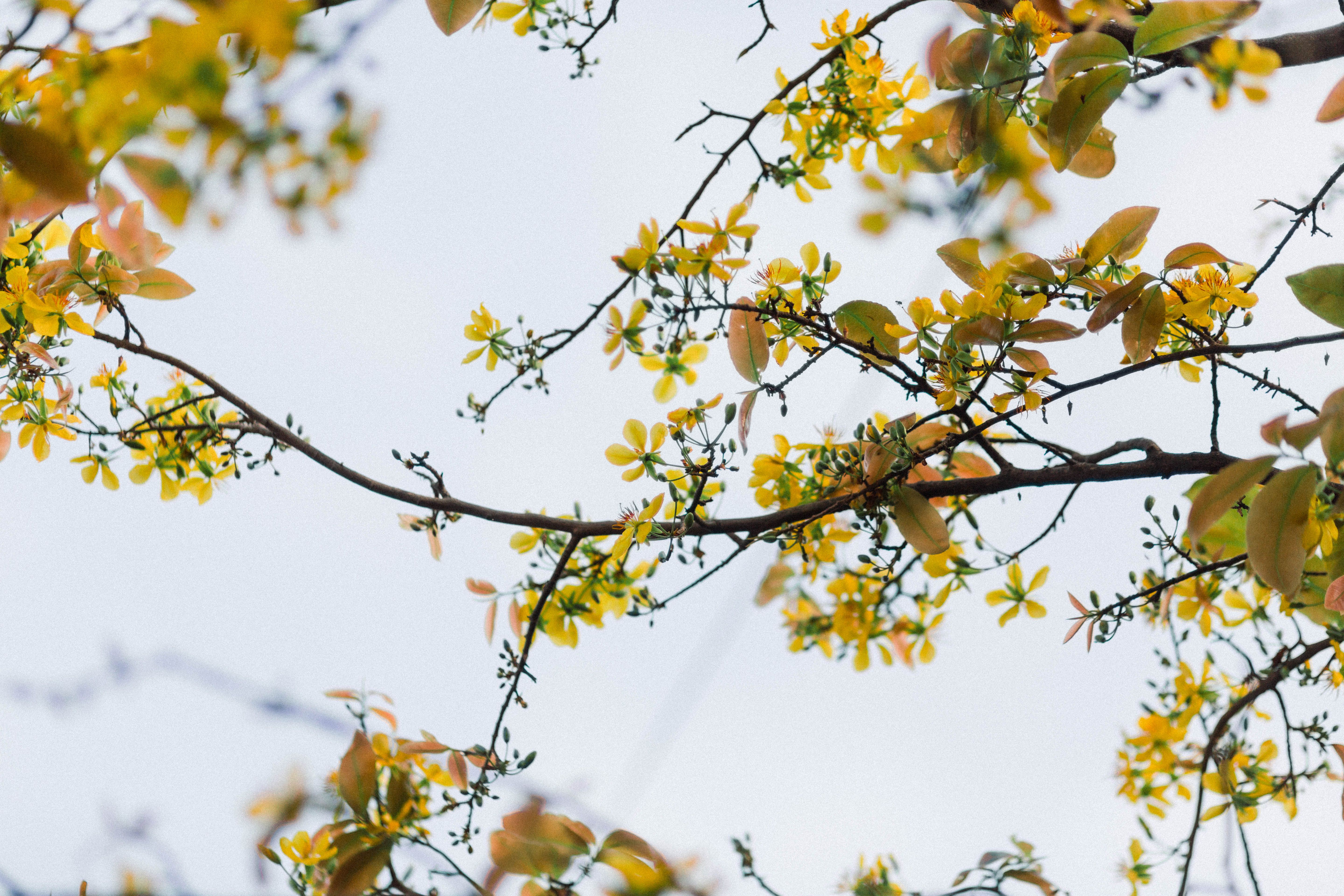 Close-Up of Branch with Yellow Blossoms in Spring · Free Stock Photo