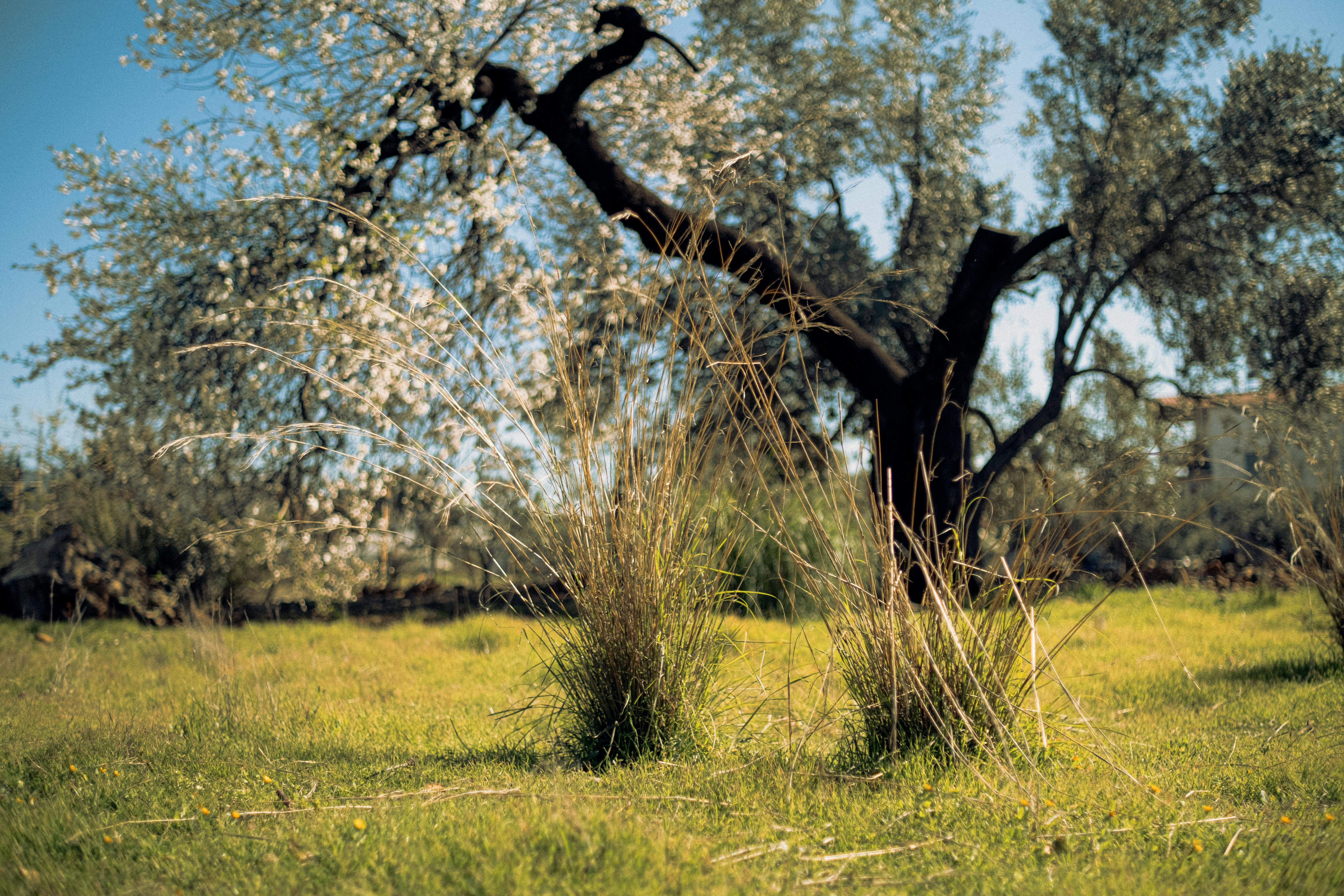 Sunny Spring Olive Tree in Bloom in Meadow · Free Stock Photo