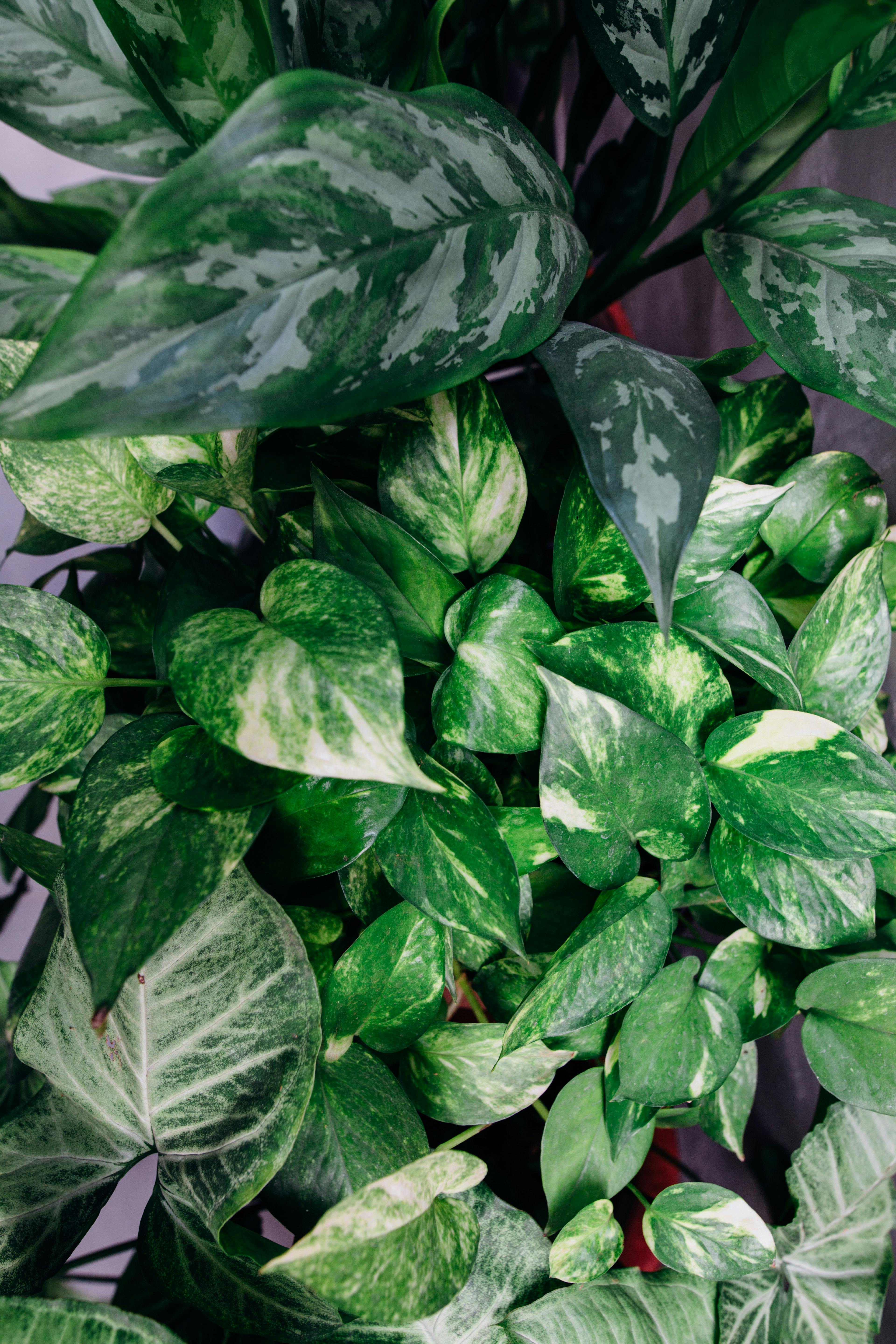 Green-Leafed Plant · Free Stock Photo