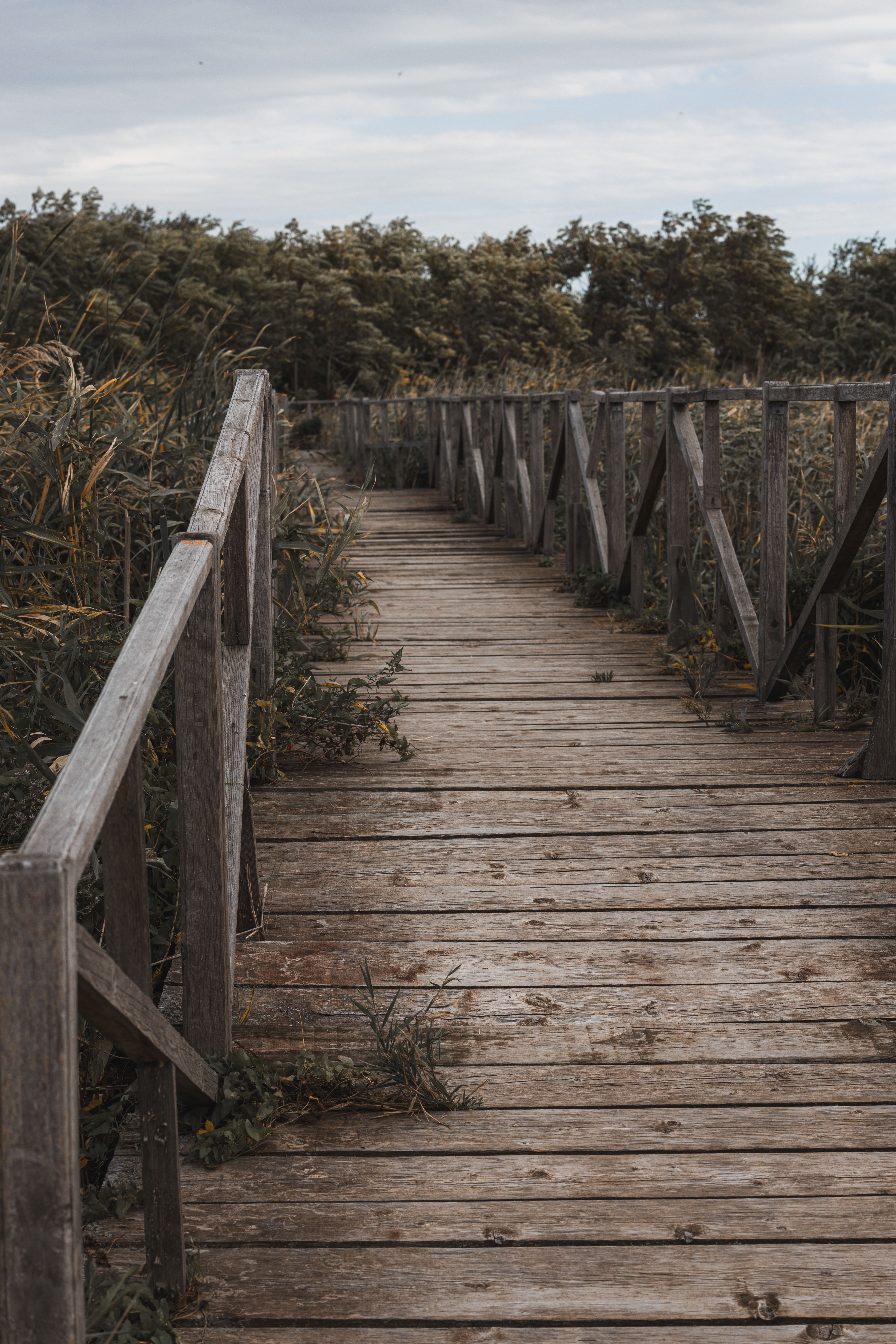 Rustic Wooden Bridge in Serene Natural Landscape · Free Stock Photo