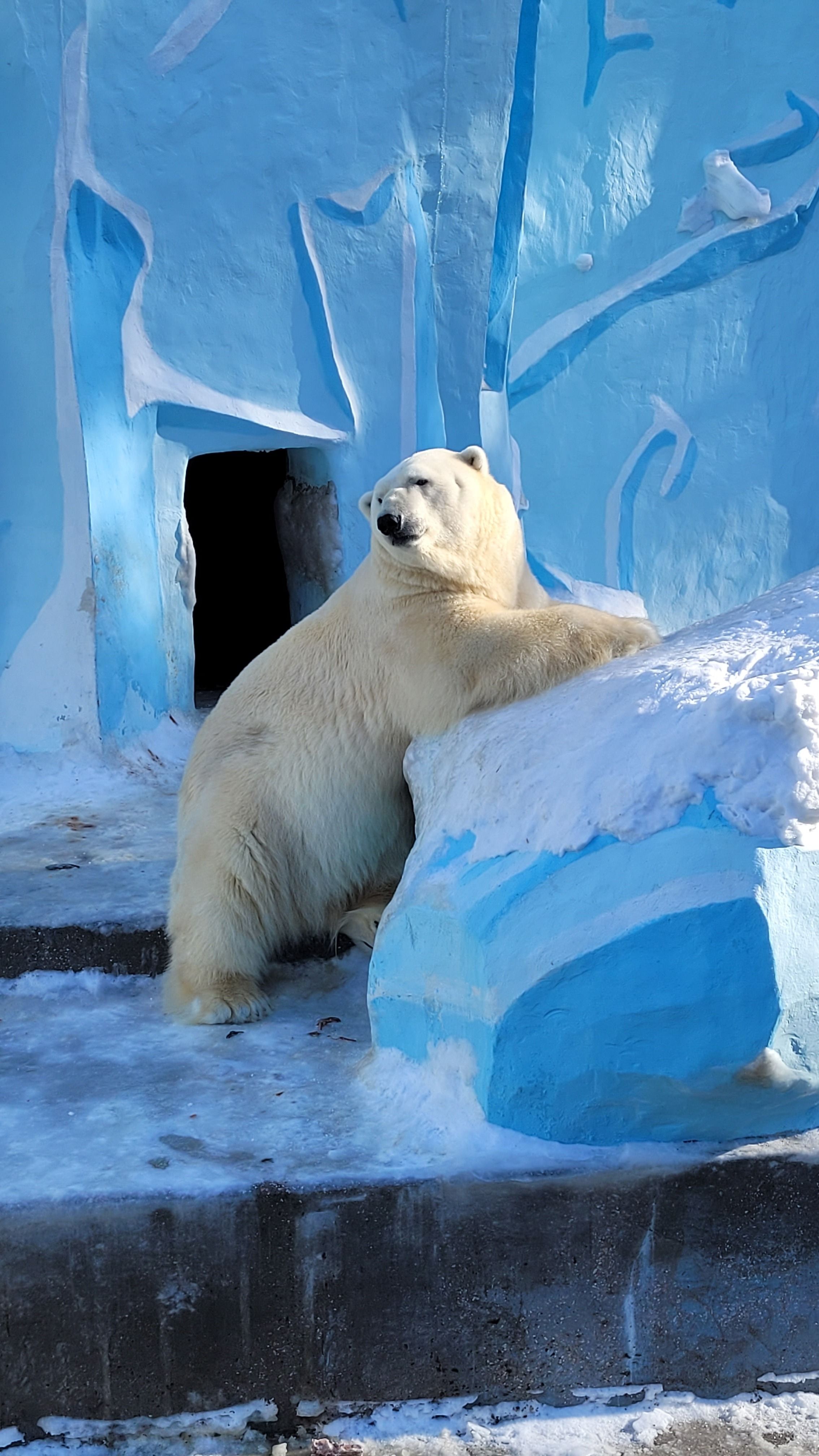 Polar Bear Relaxing at Arctic Exhibit · Free Stock Photo
