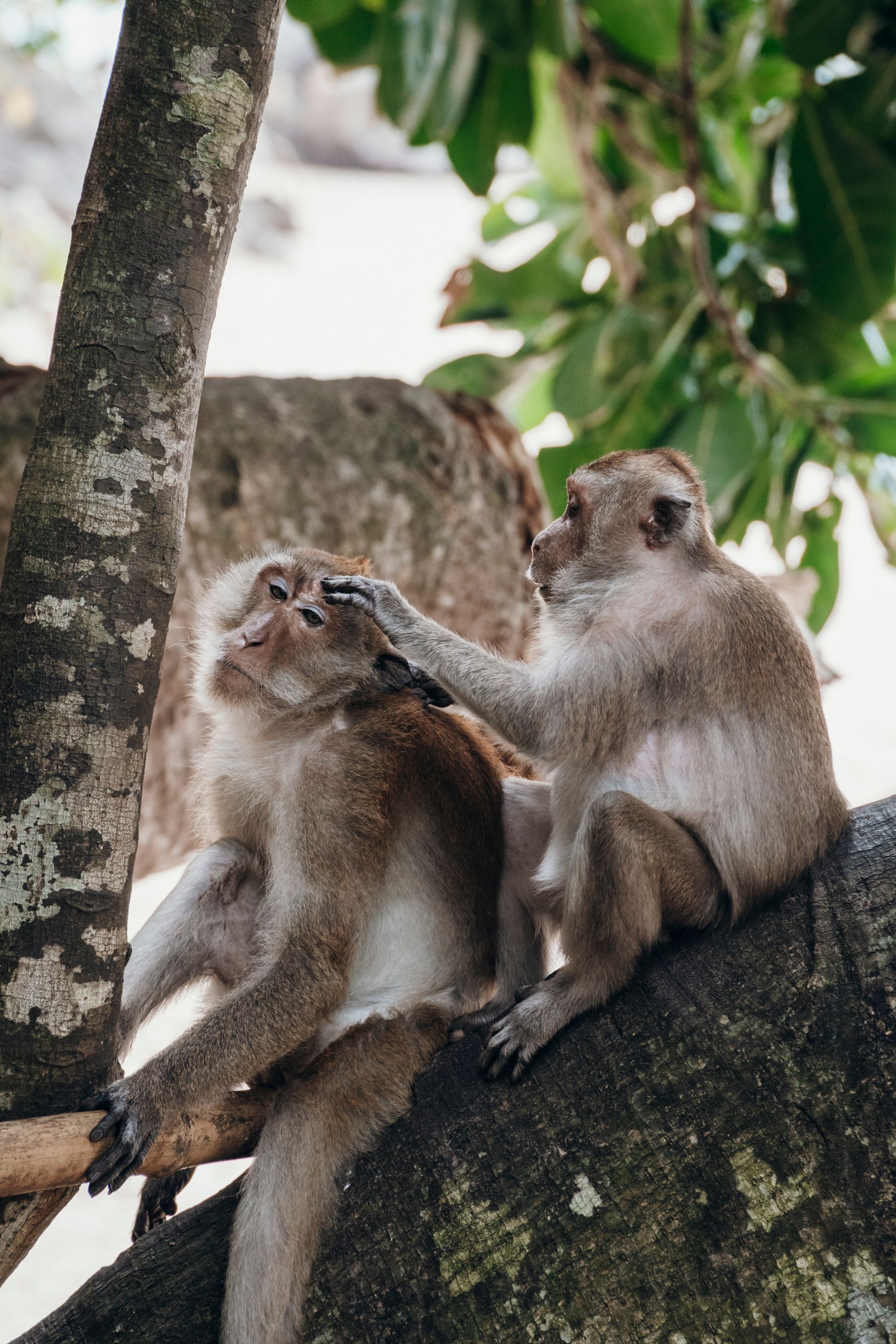 Monkeys Grooming in Krabi, Thailand · Free Stock Photo