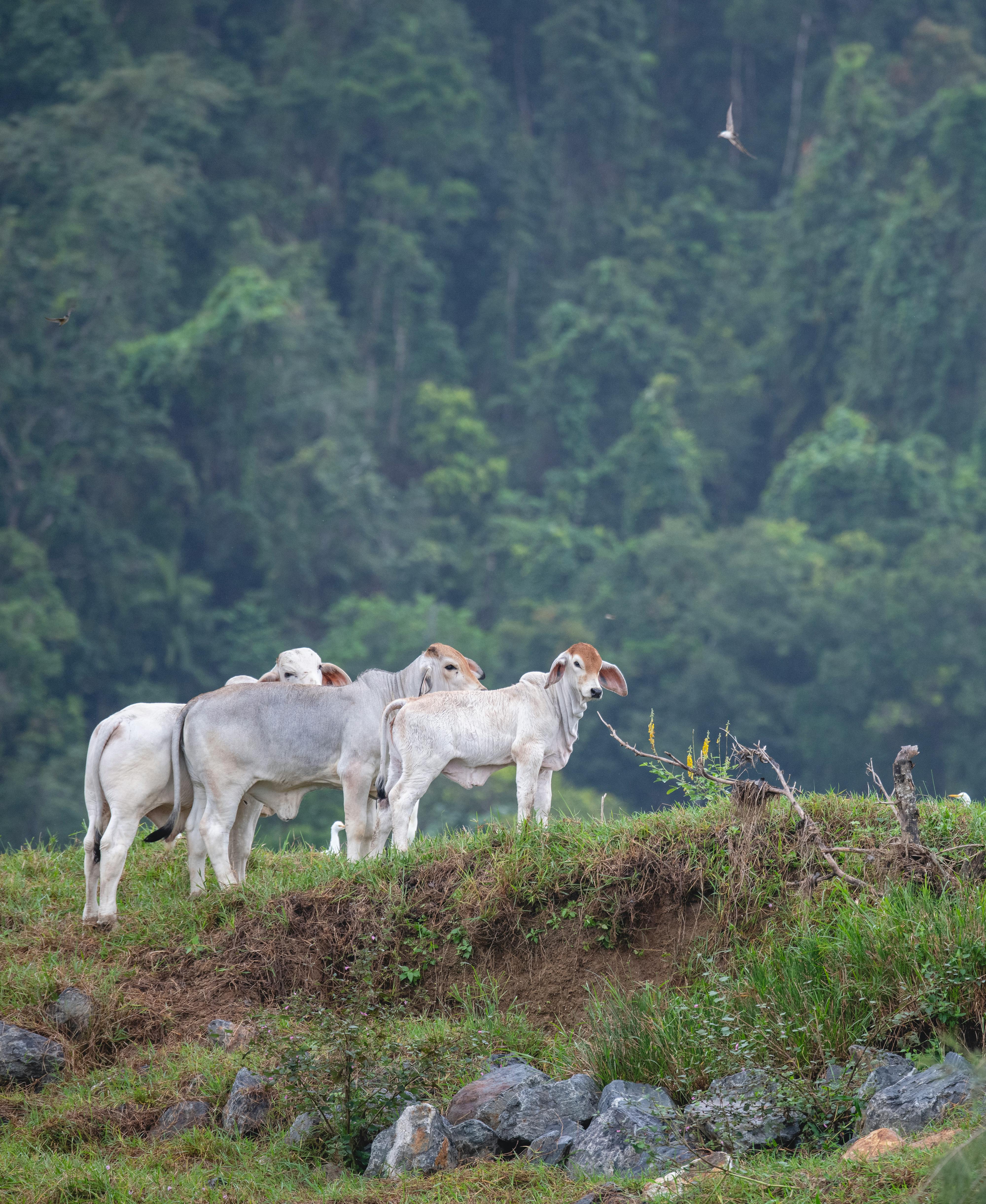 Sapi Brahman Merumput Di Lereng Bukit Yang Subur · Foto Stok Gratis