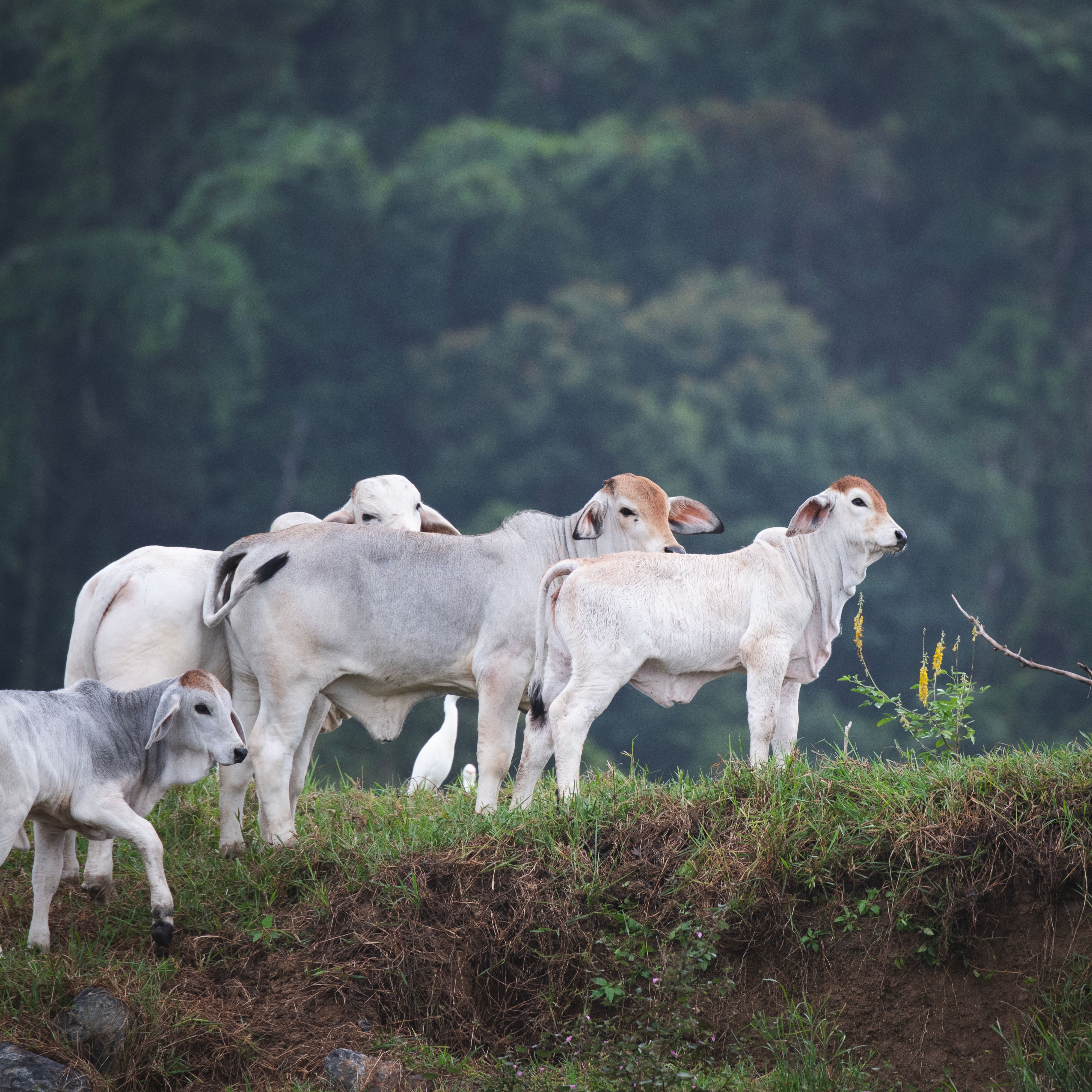 Young Brahman cattle grazing in verdant landscape · Free Stock Photo