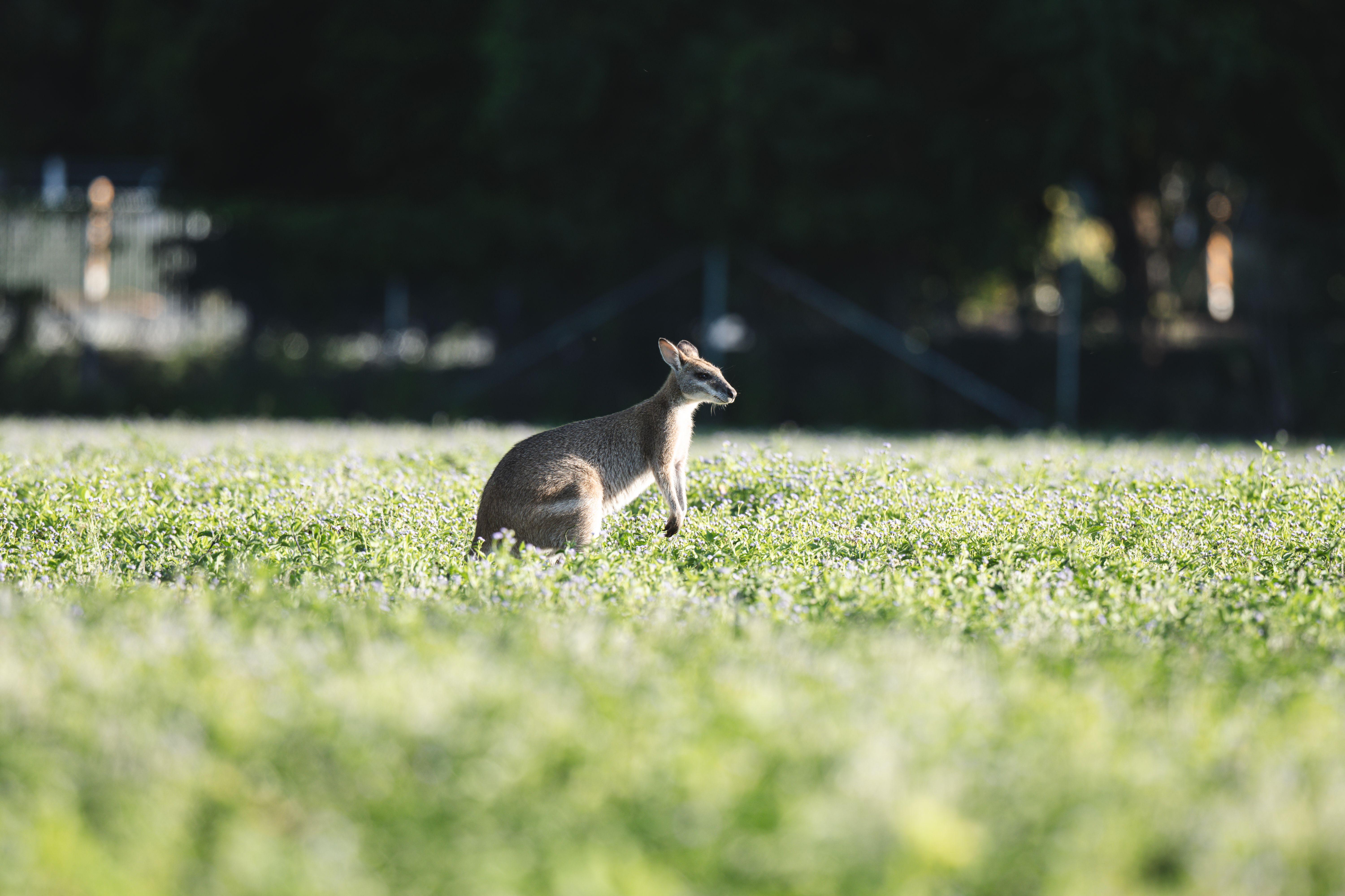 Wild Animals In Nature Photos, Download The BEST Free Wild Animals In ...