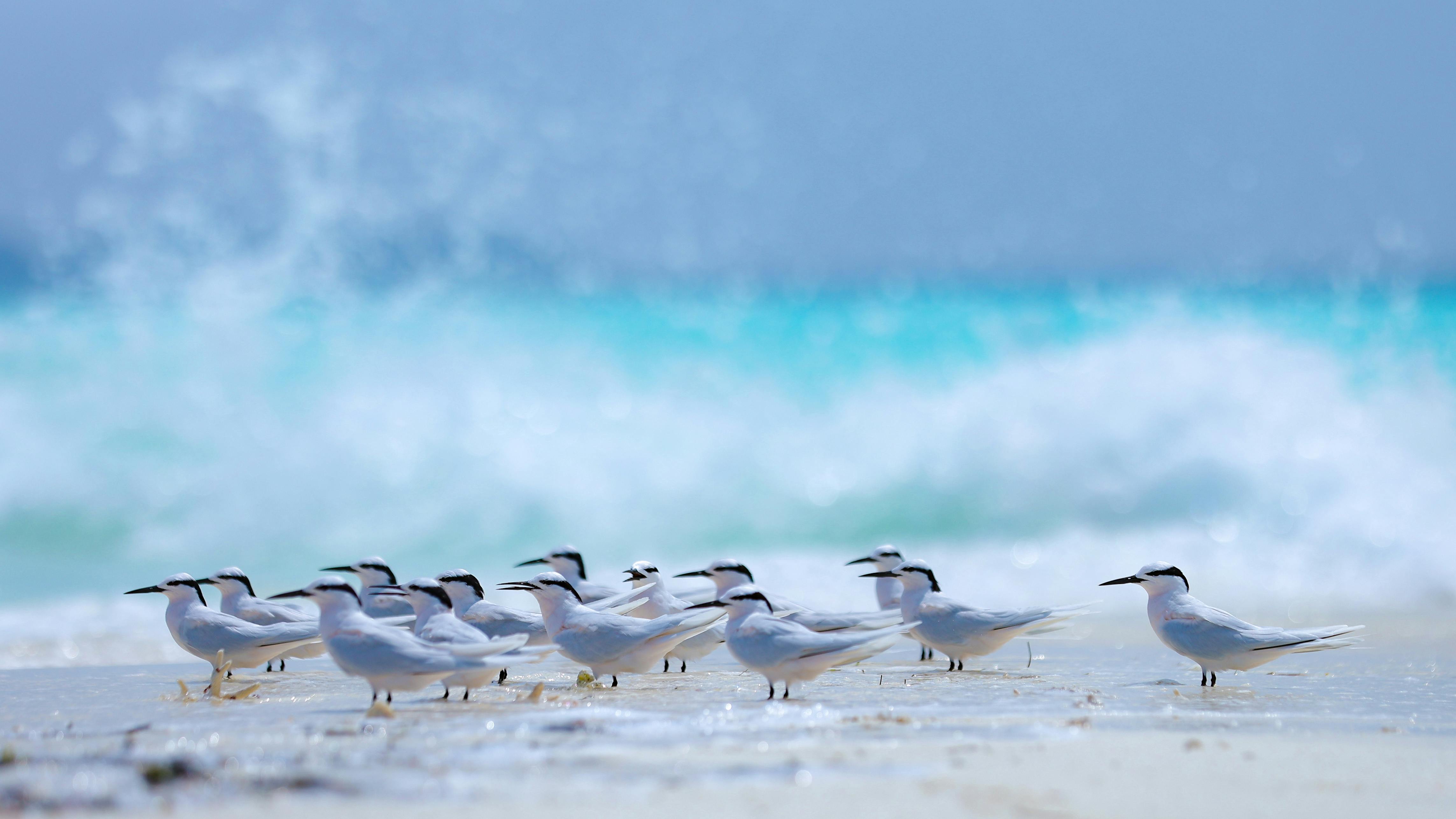 Elegant Terns on Picturesque Maldives Beach · Free Stock Photo