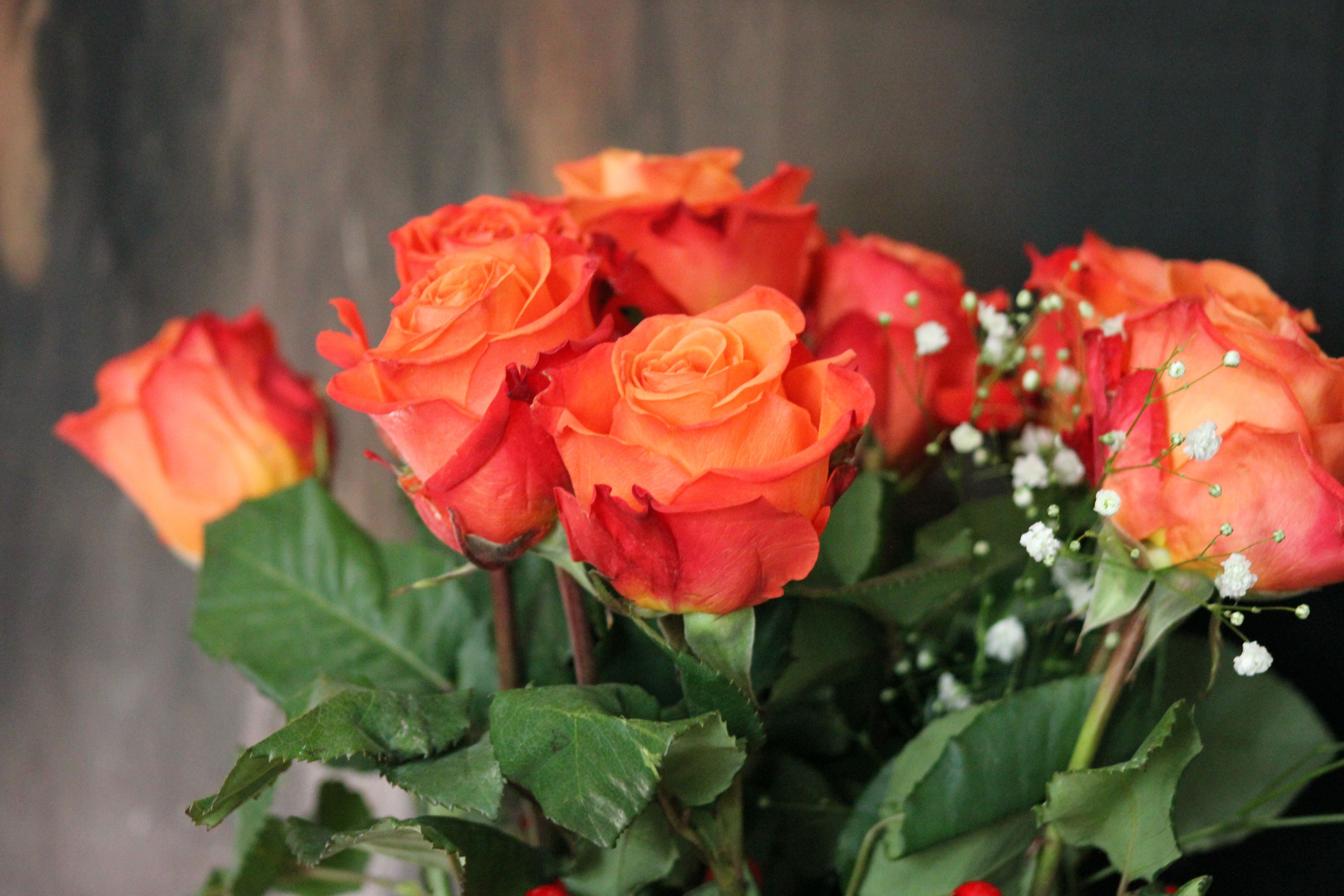 Vibrant Bouquet of Orange and Red Roses · Free Stock Photo
