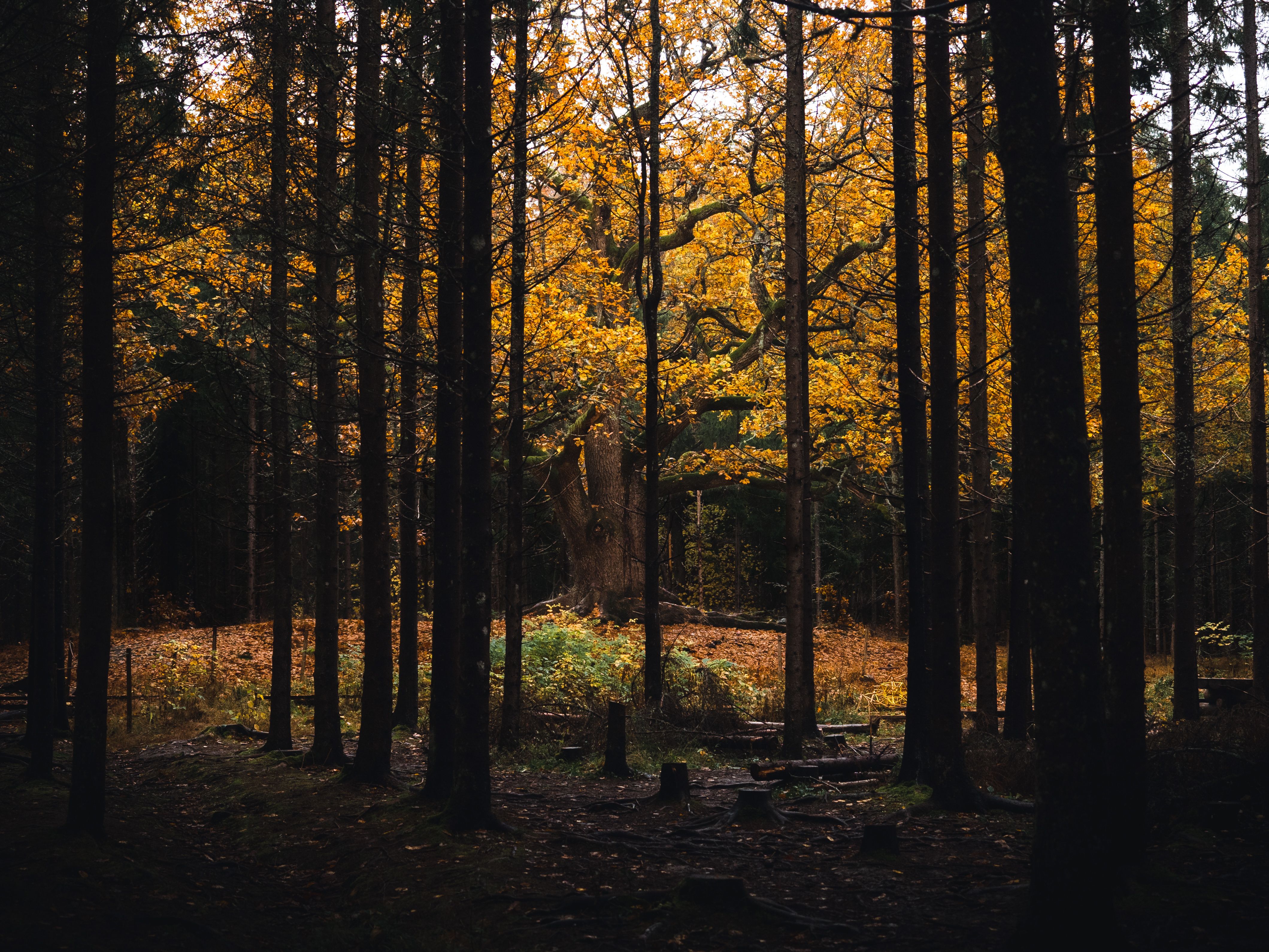 Autumn Oak Trees in Finnish Forest · Free Stock Photo
