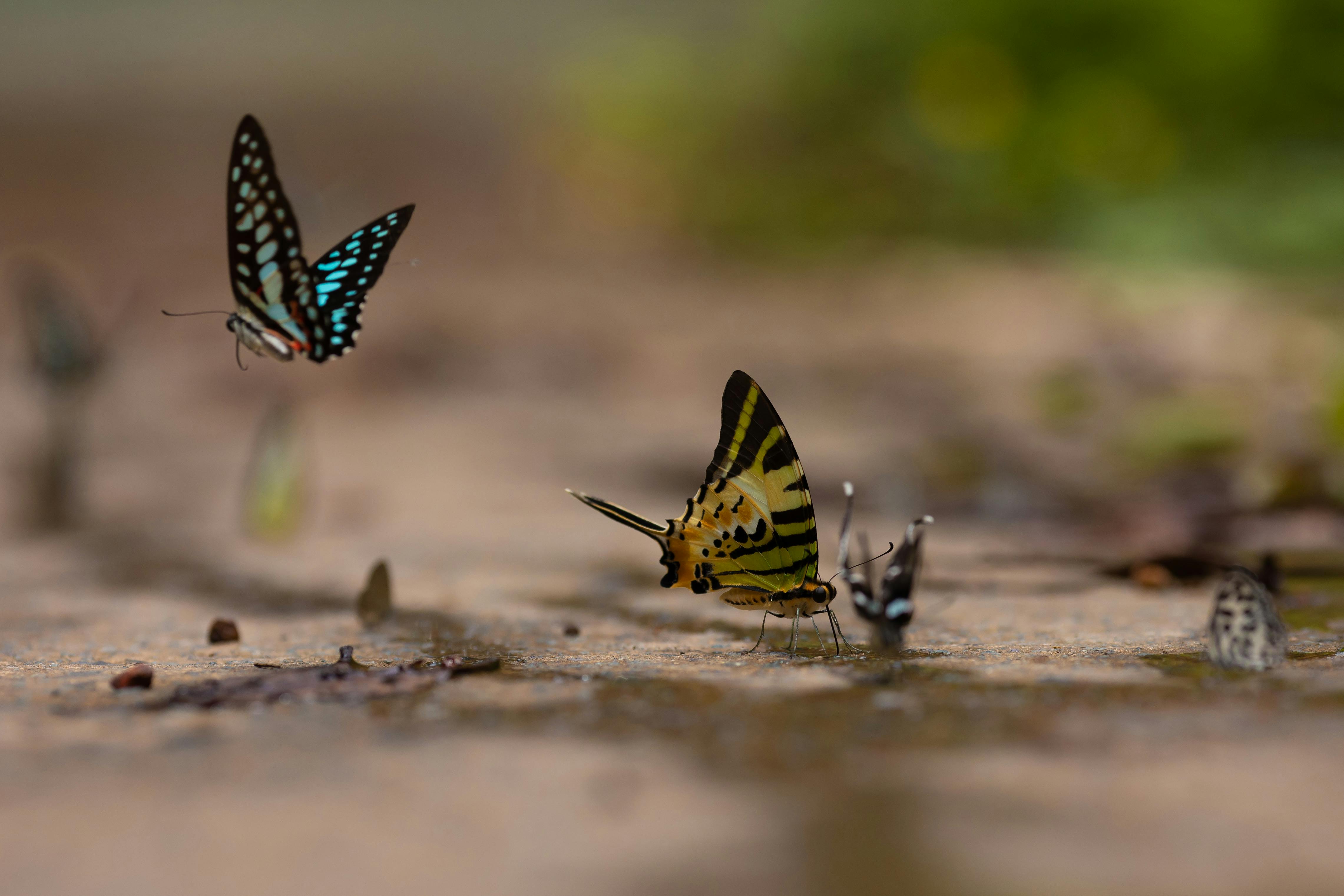 Species Diversity Photos, Download The BEST Free Species Diversity ...