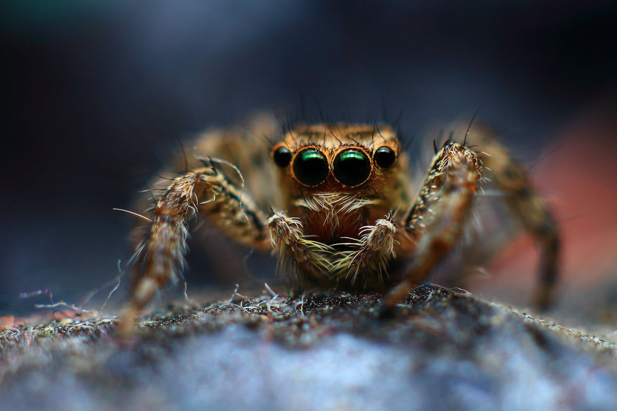 Cute Jumping Spiders Photos, Download The BEST Free Cute Jumping ...