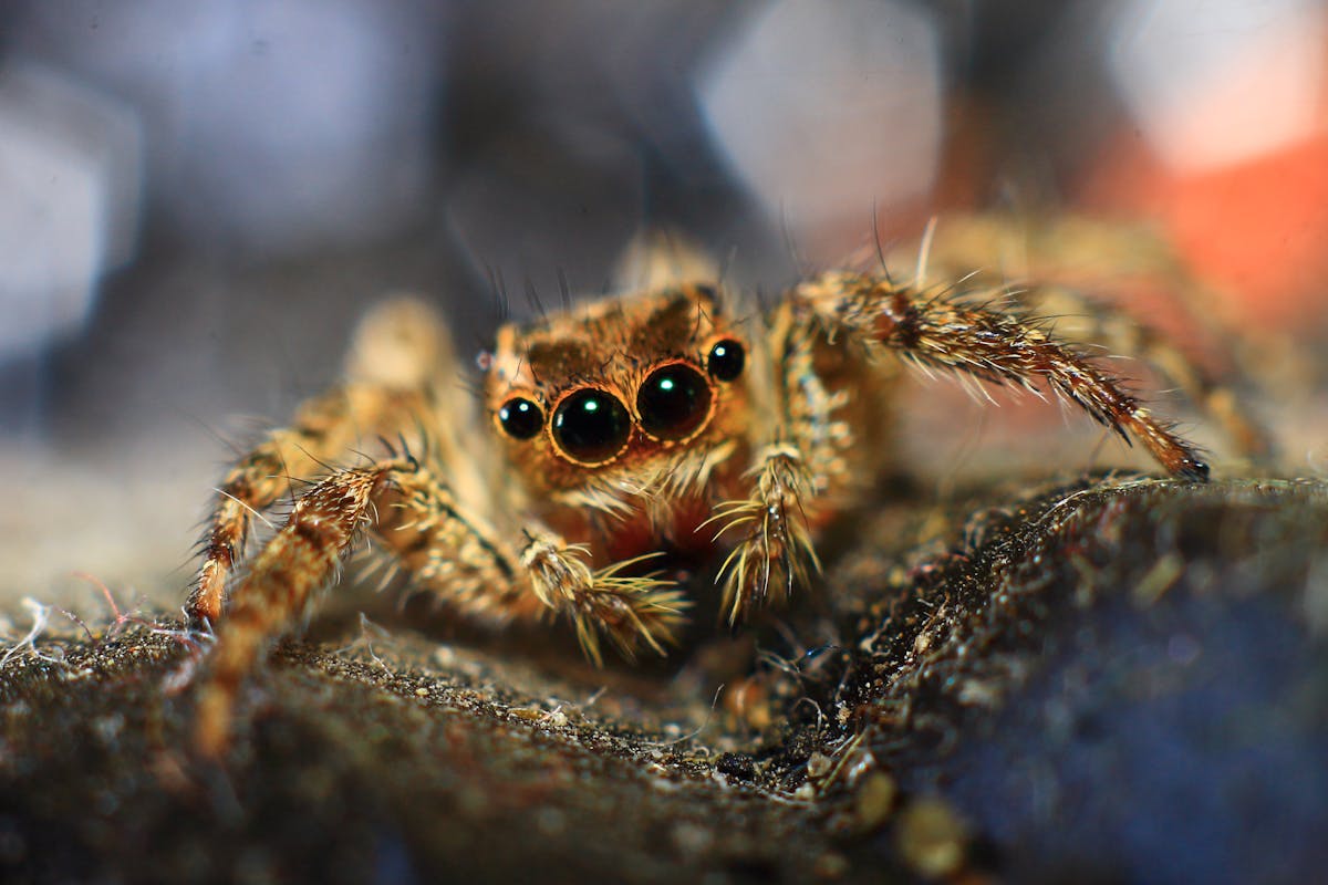 Cute Jumping Spiders Photos, Download The BEST Free Cute Jumping ...