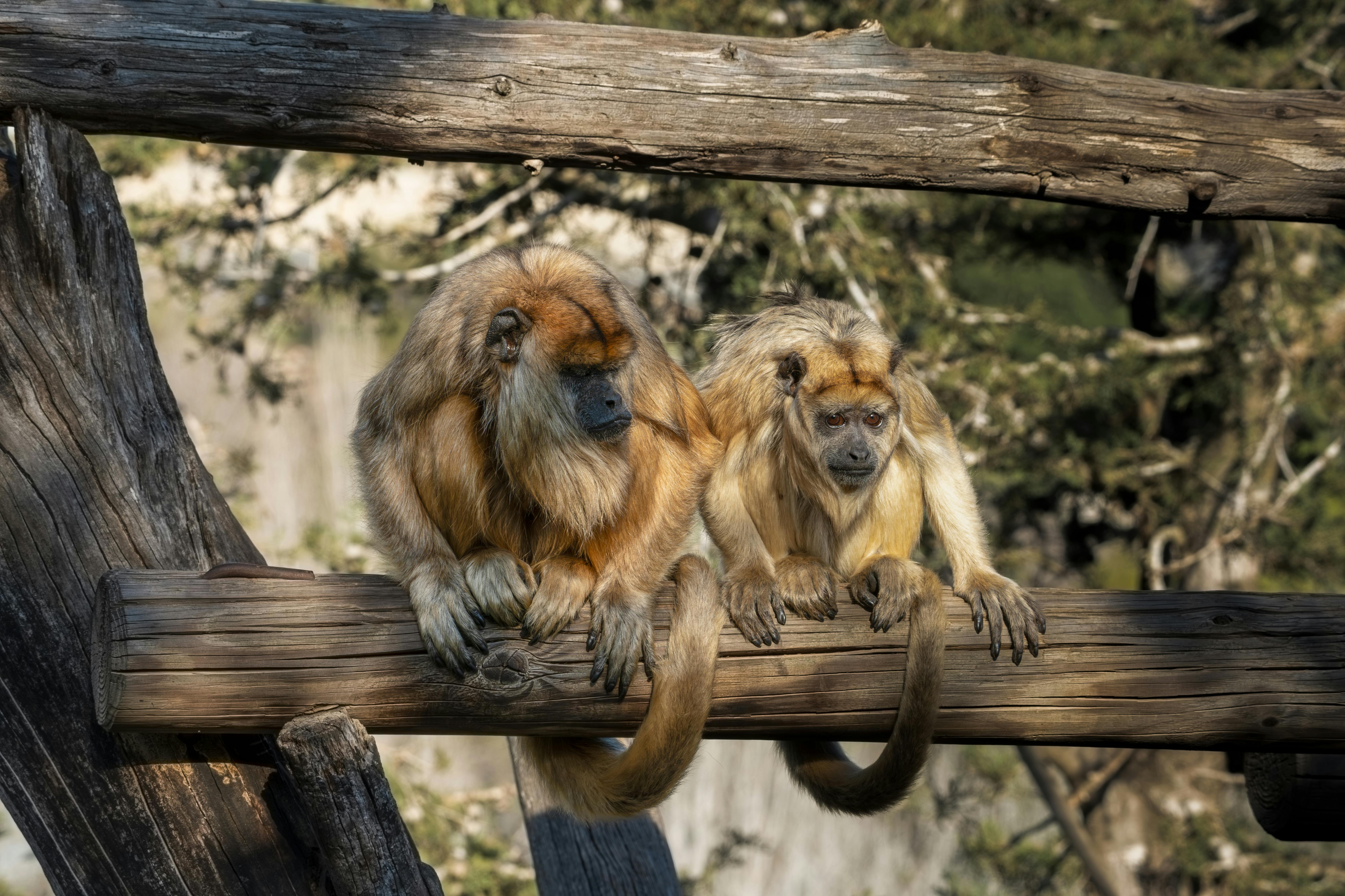 Monkey Hanging Out Photos, Download The BEST Free Monkey Hanging Out ...