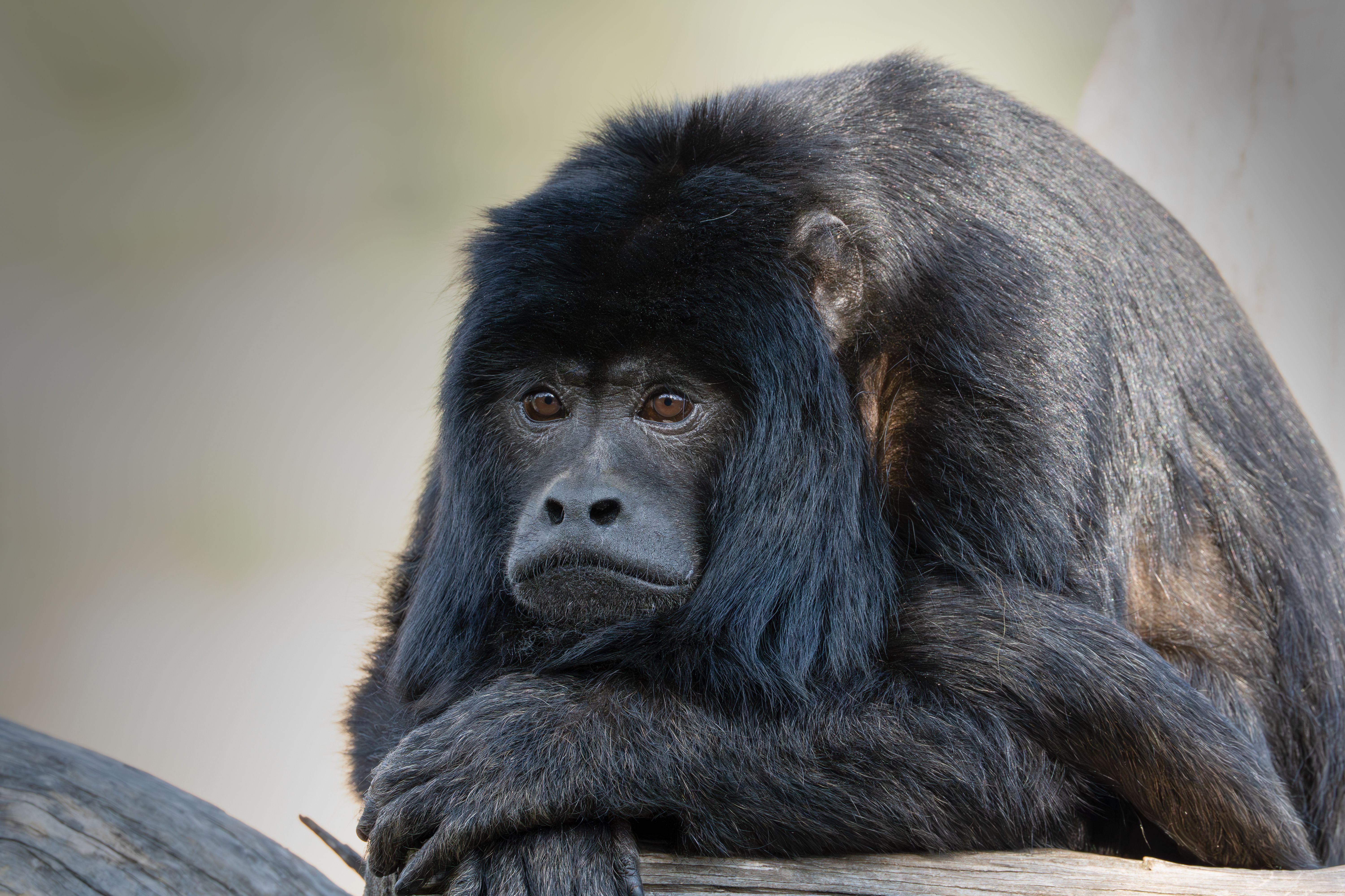 Camel And Monkey Pic Photos, Download The BEST Free Camel And Monkey ...