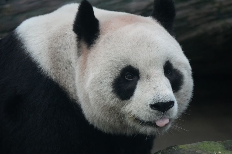 Funny Panda Photos, Download The BEST Free Funny Panda Stock Photos ...