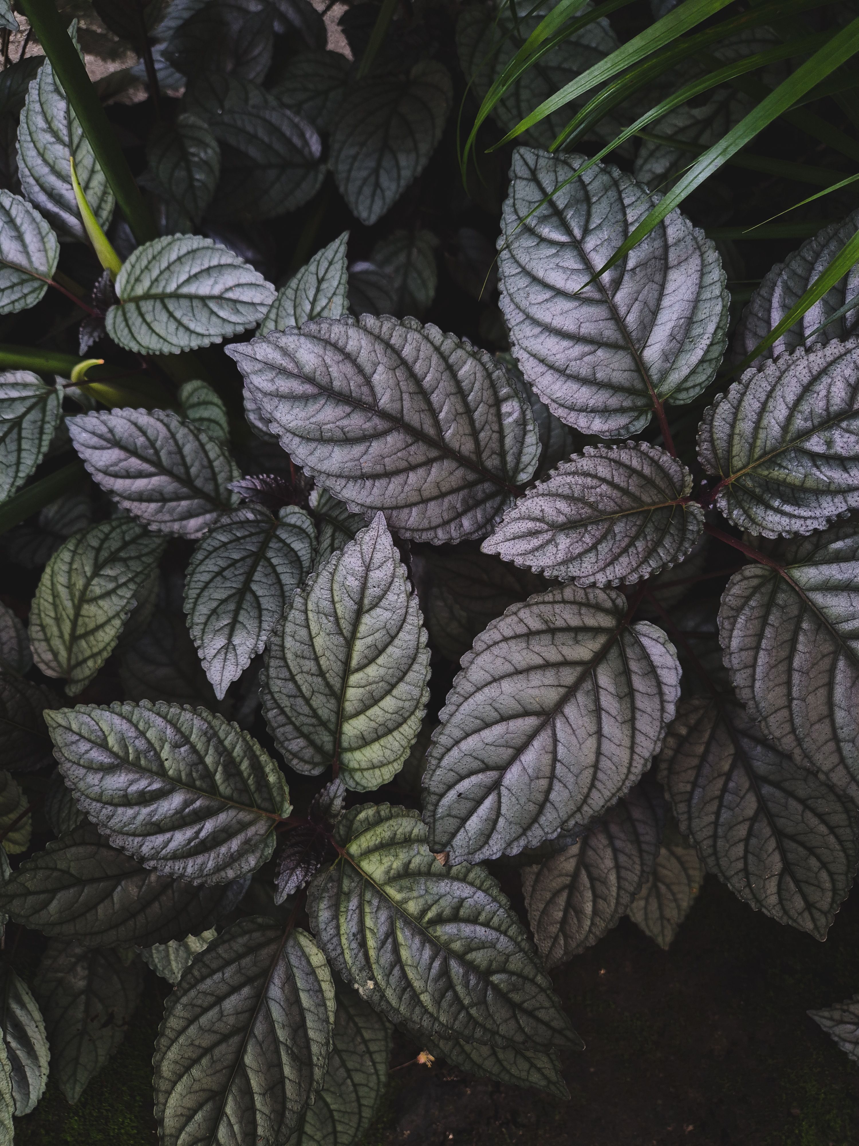 Moody Close-Up of Green Foliage Leaves · Free Stock Photo