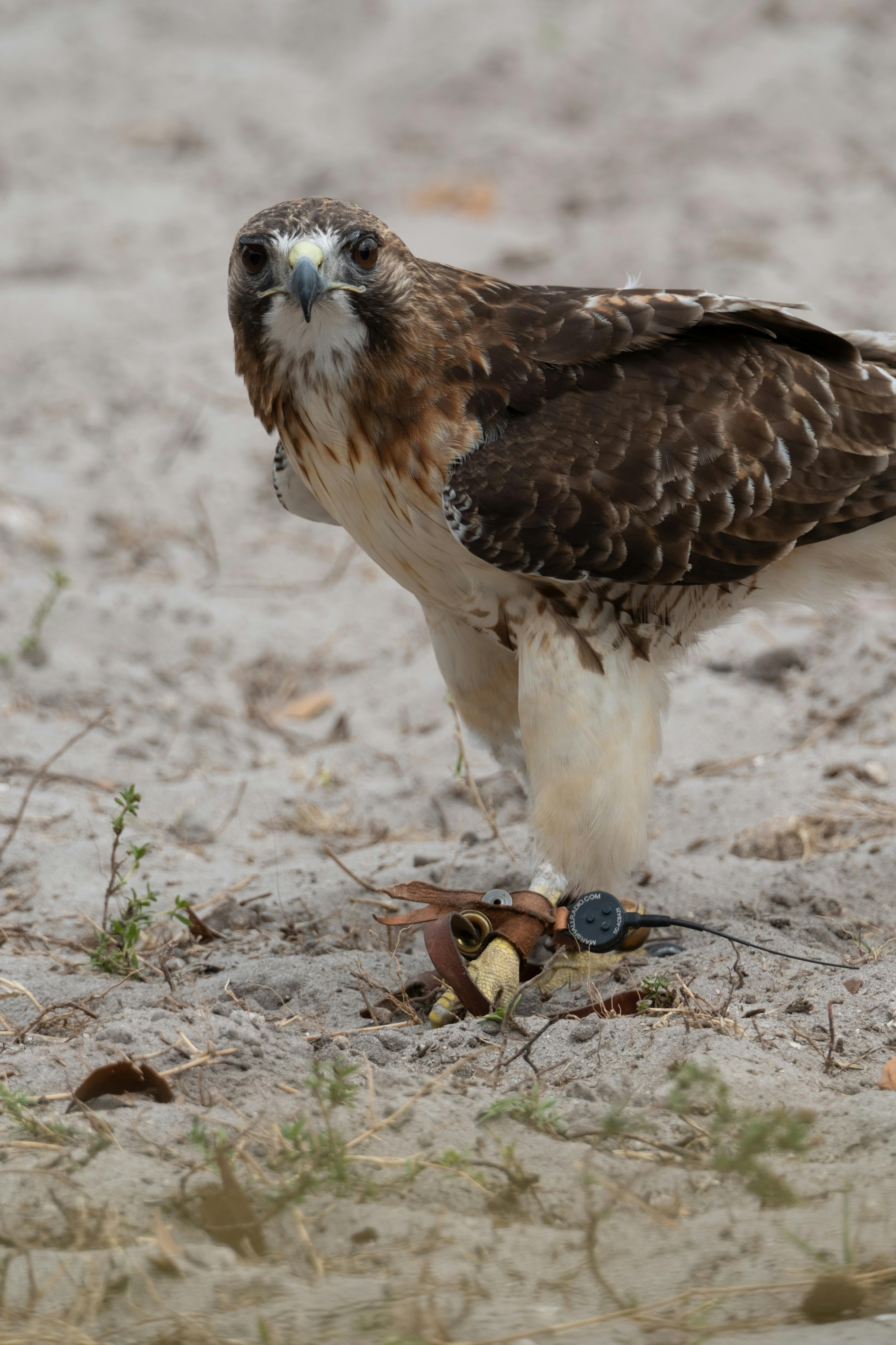 Red-tailed Hawk on Florida Beach Sand · Free Stock Photo