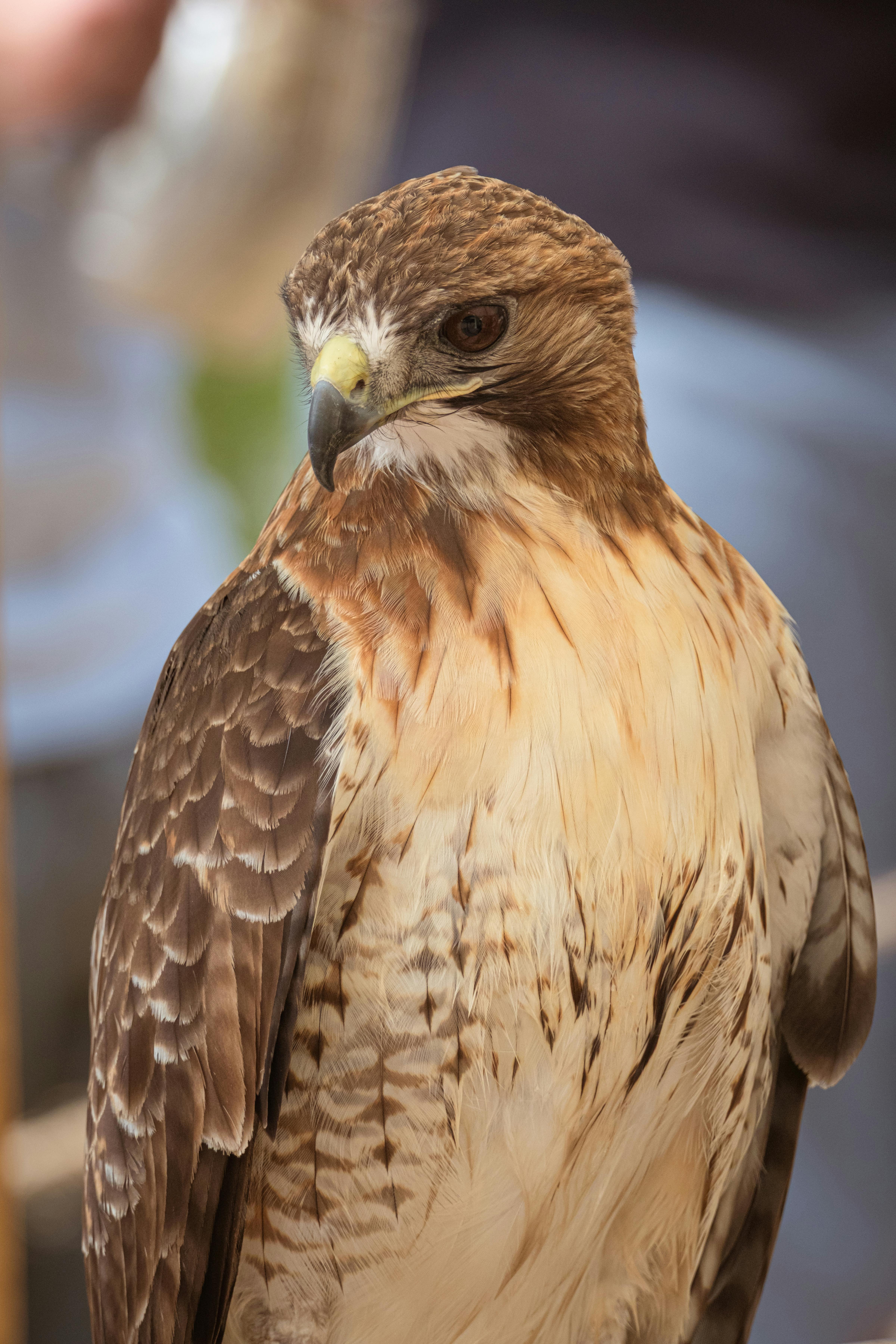 Majestic Red-tailed Hawk Close-up Portrait · Free Stock Photo