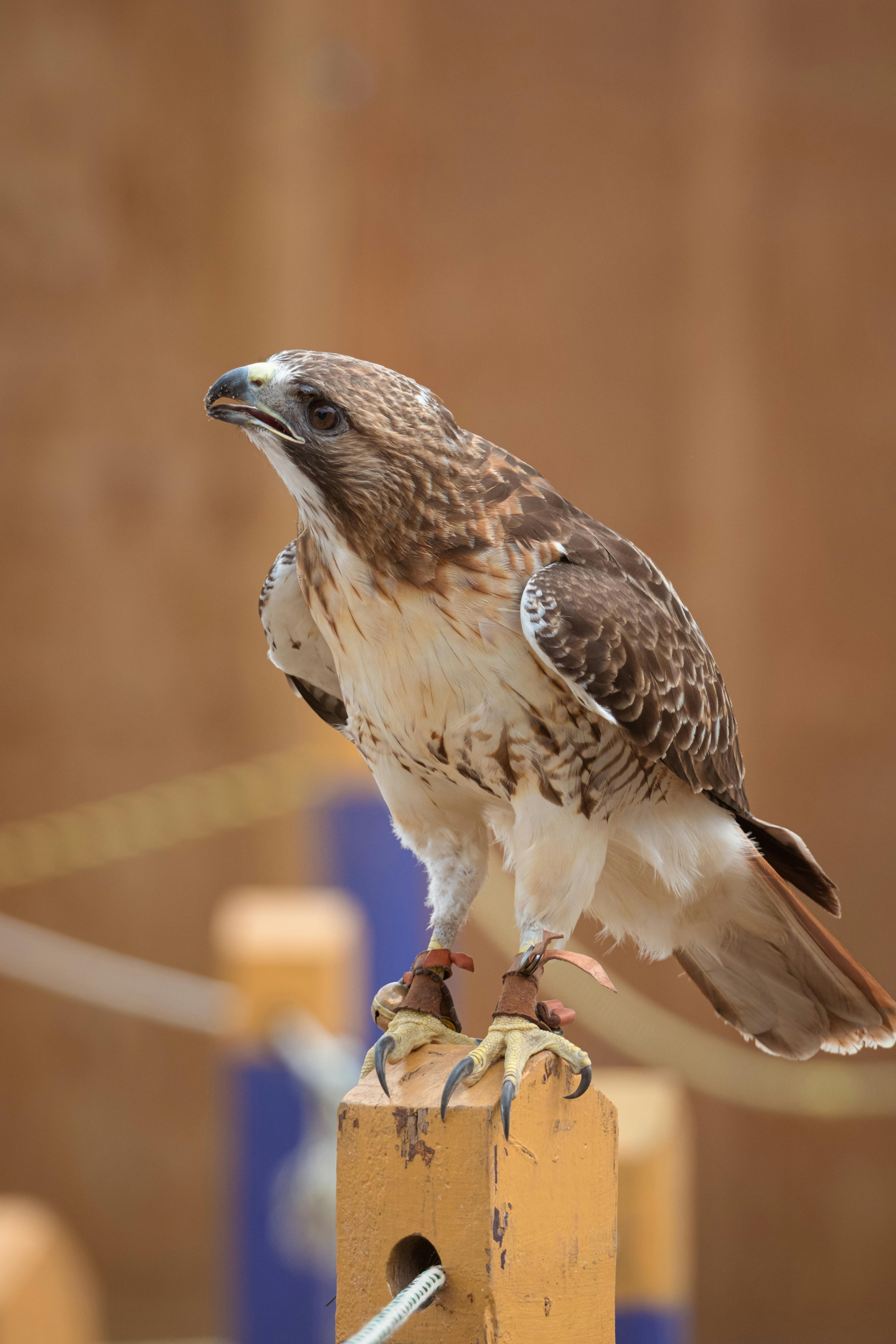 Red-tailed Hawk Perched in Florida · Free Stock Photo