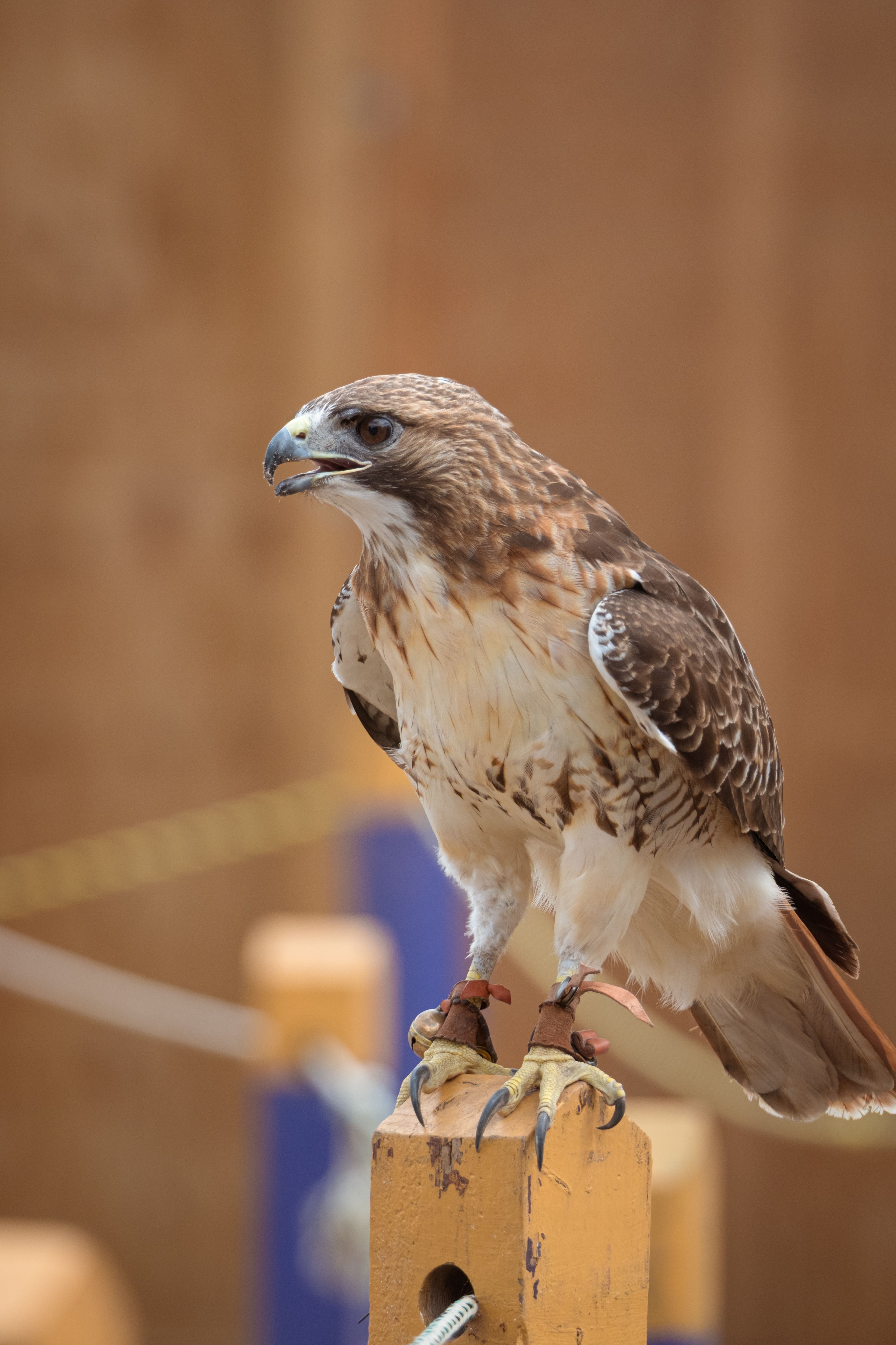 Red-tailed Hawk Perched on Post in Florida · Free Stock Photo