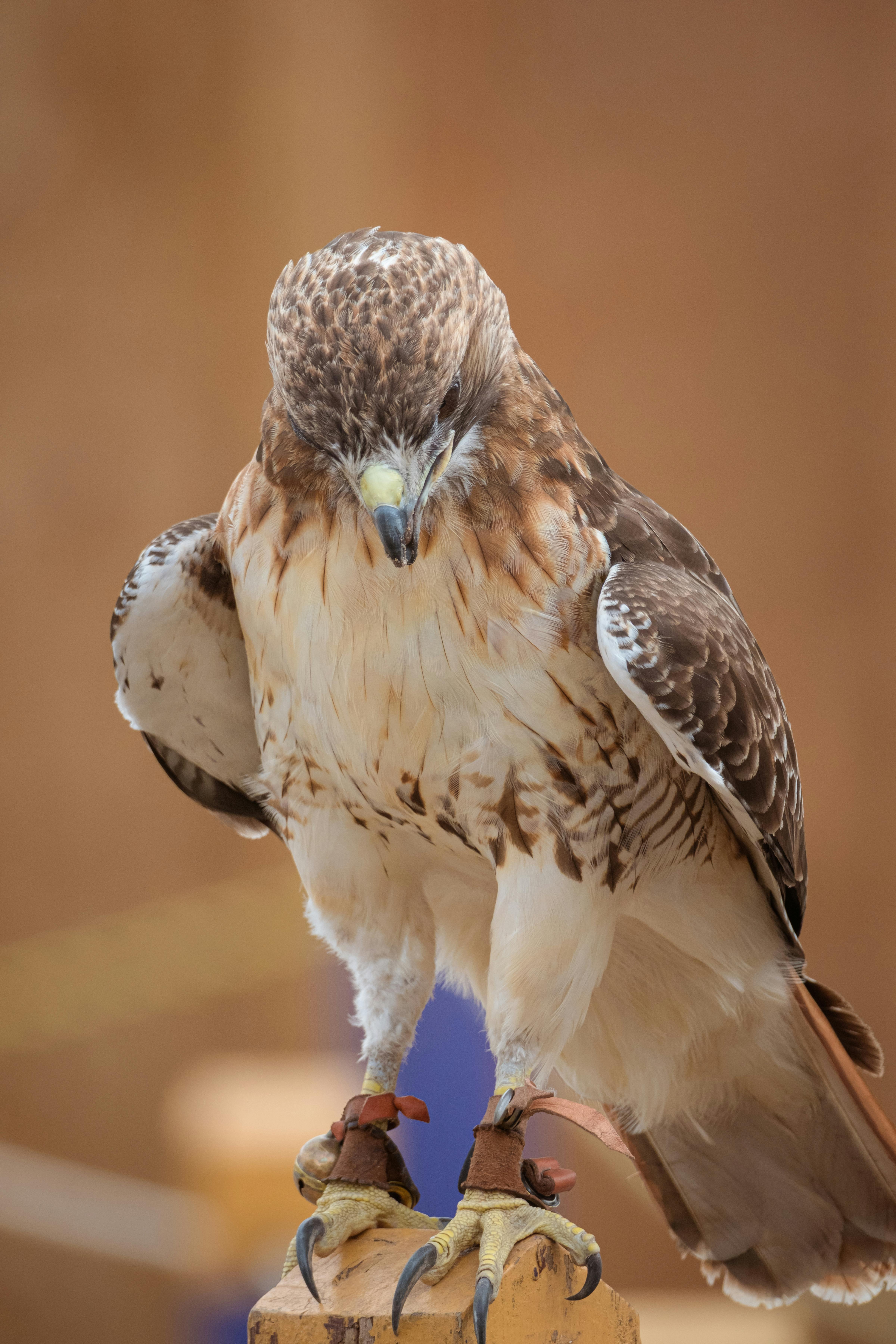 Close-up of a Red-tailed Hawk Perched · Free Stock Photo