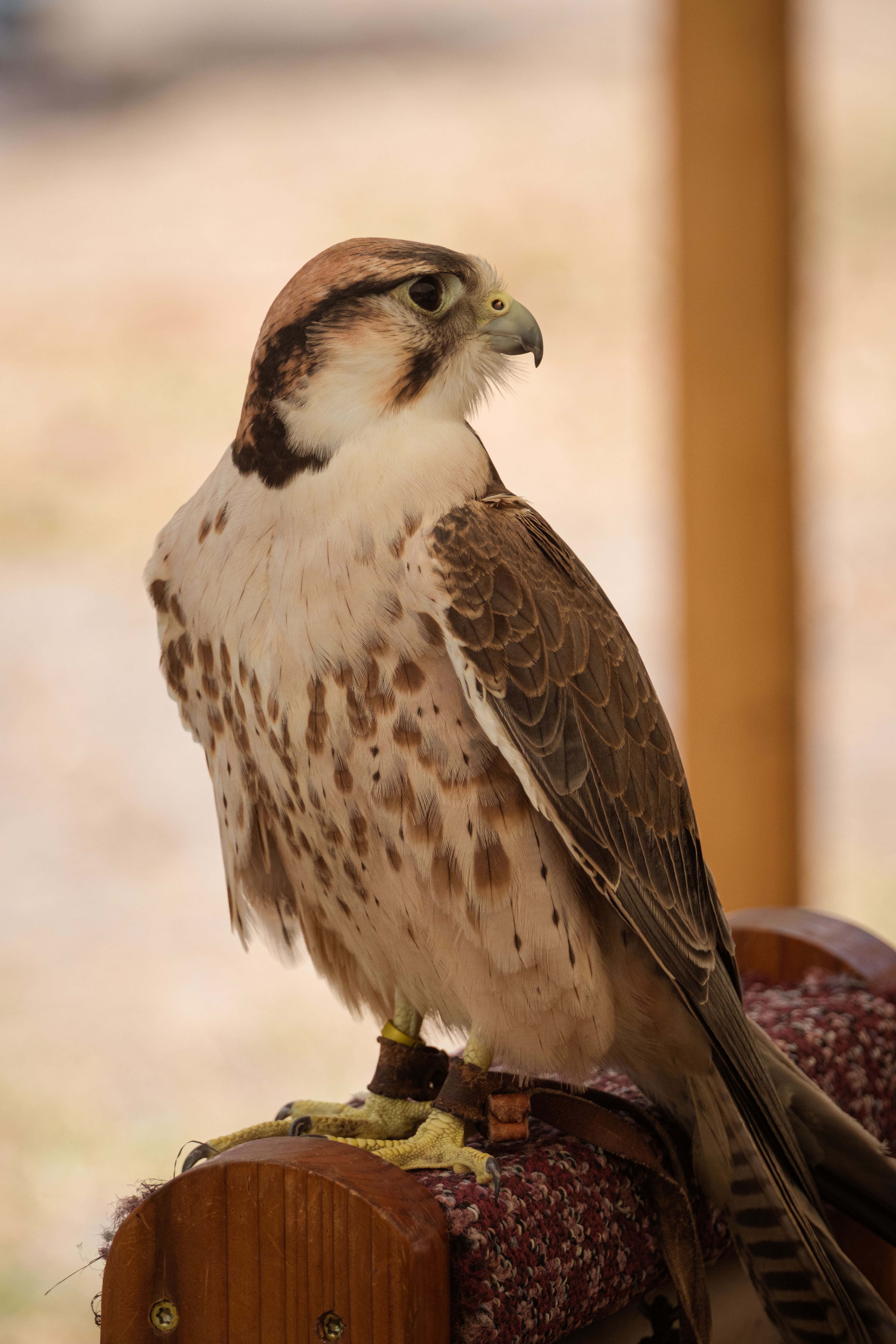 Close-up of a Falcon Perched Outdoors · Free Stock Photo