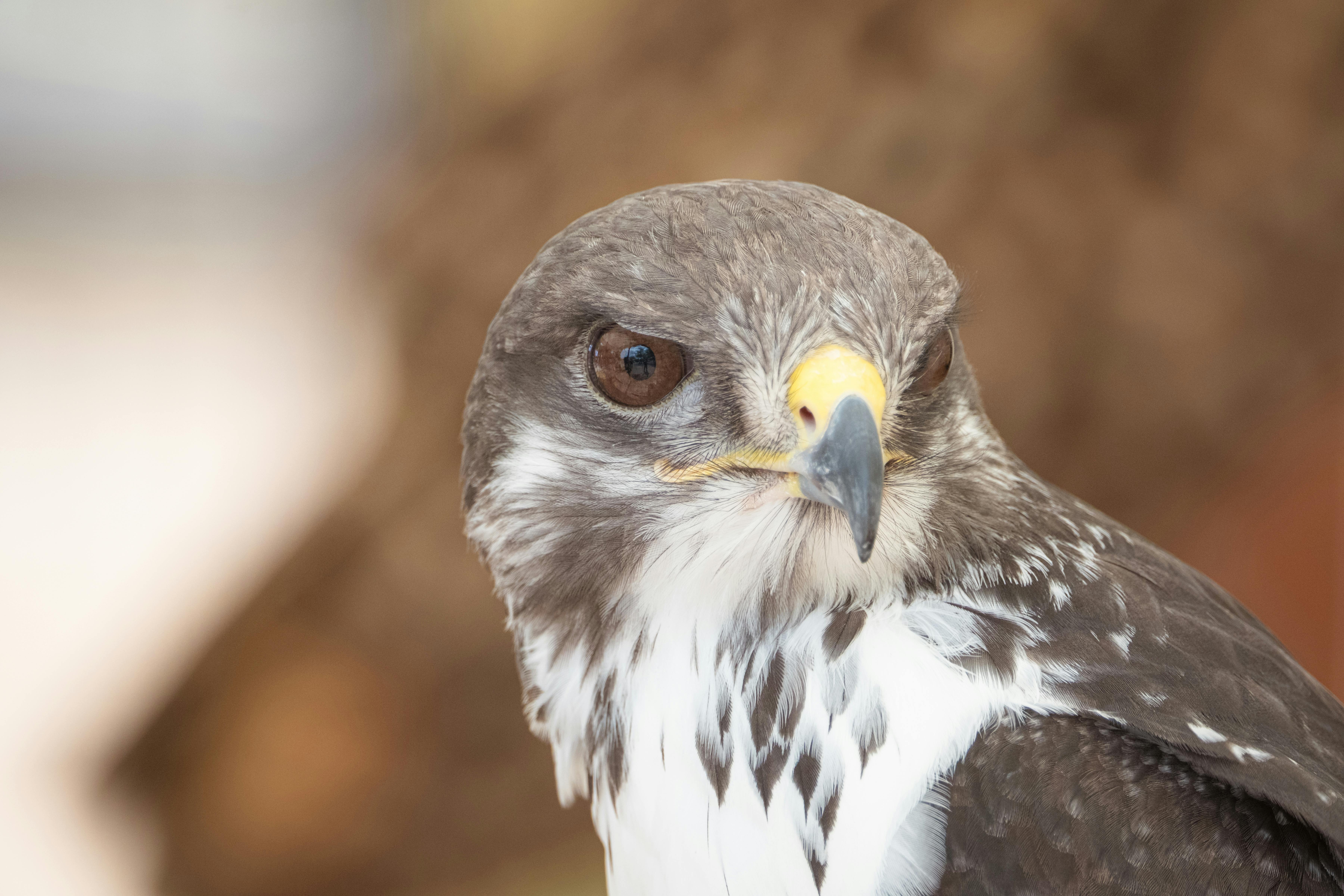 Close-up Portrait of a Beautiful Hawk · Free Stock Photo