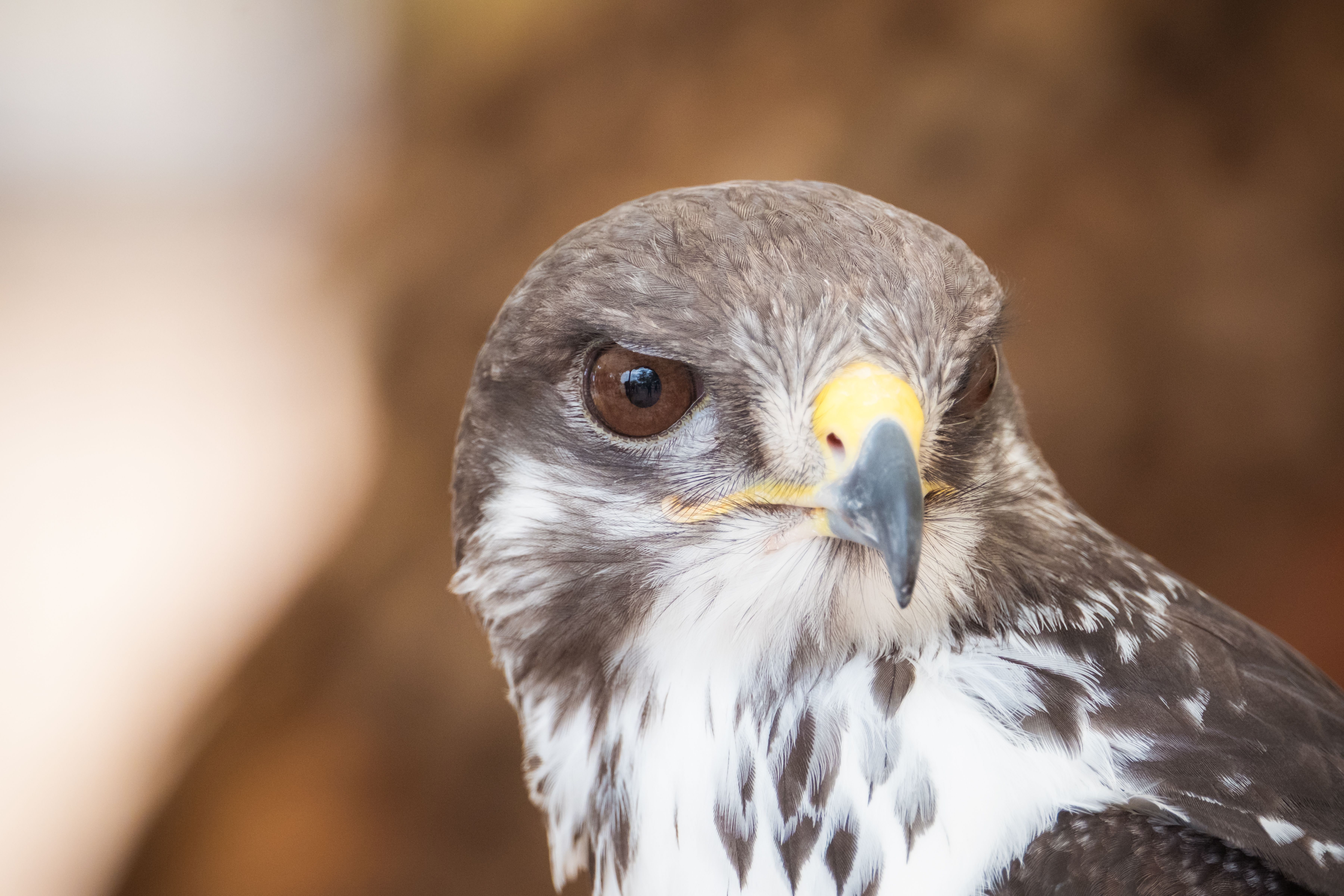 Close-up of a majestic hawk in Florida · Free Stock Photo