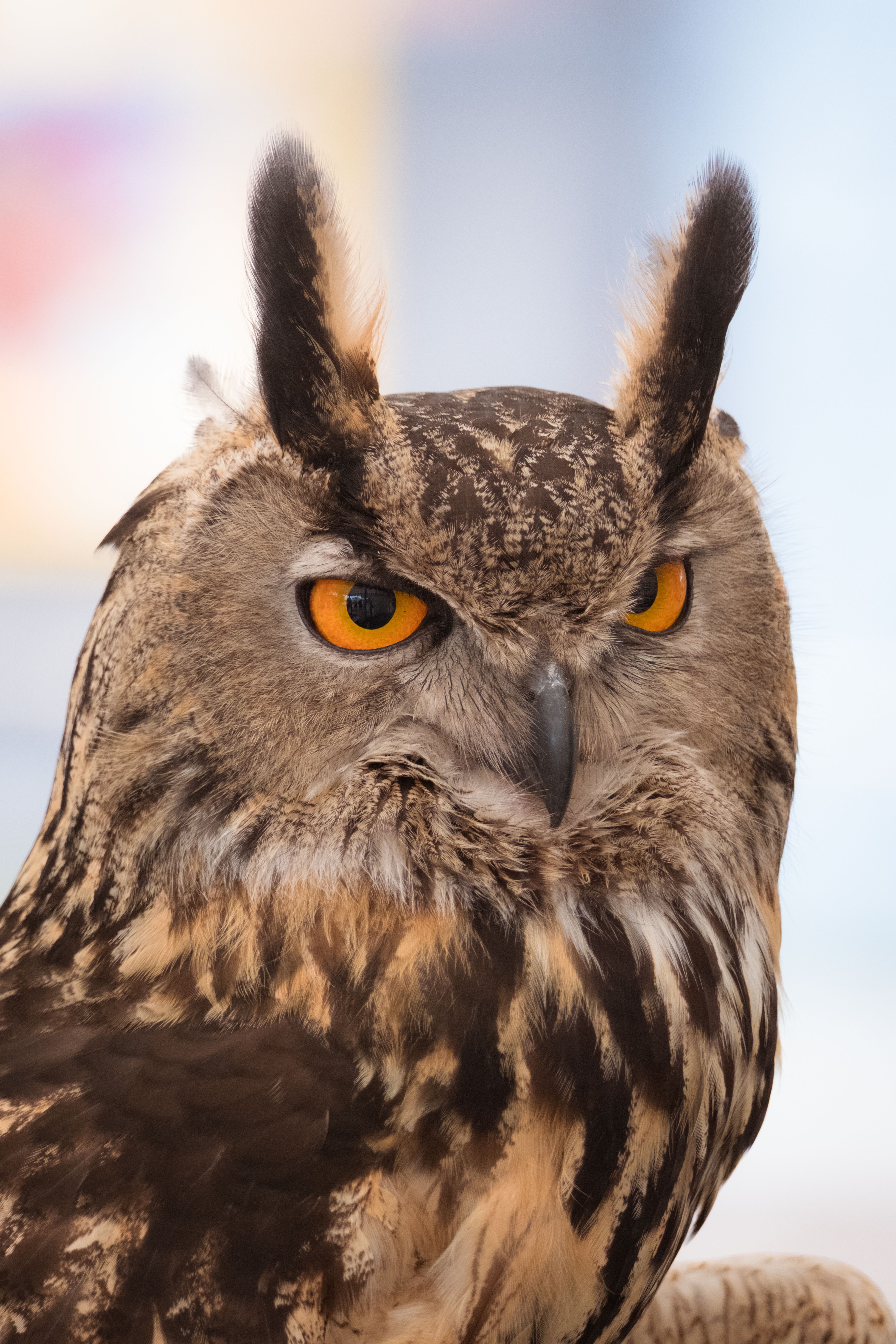 Close-Up of Great Horned Owl with Intense Gaze · Free Stock Photo