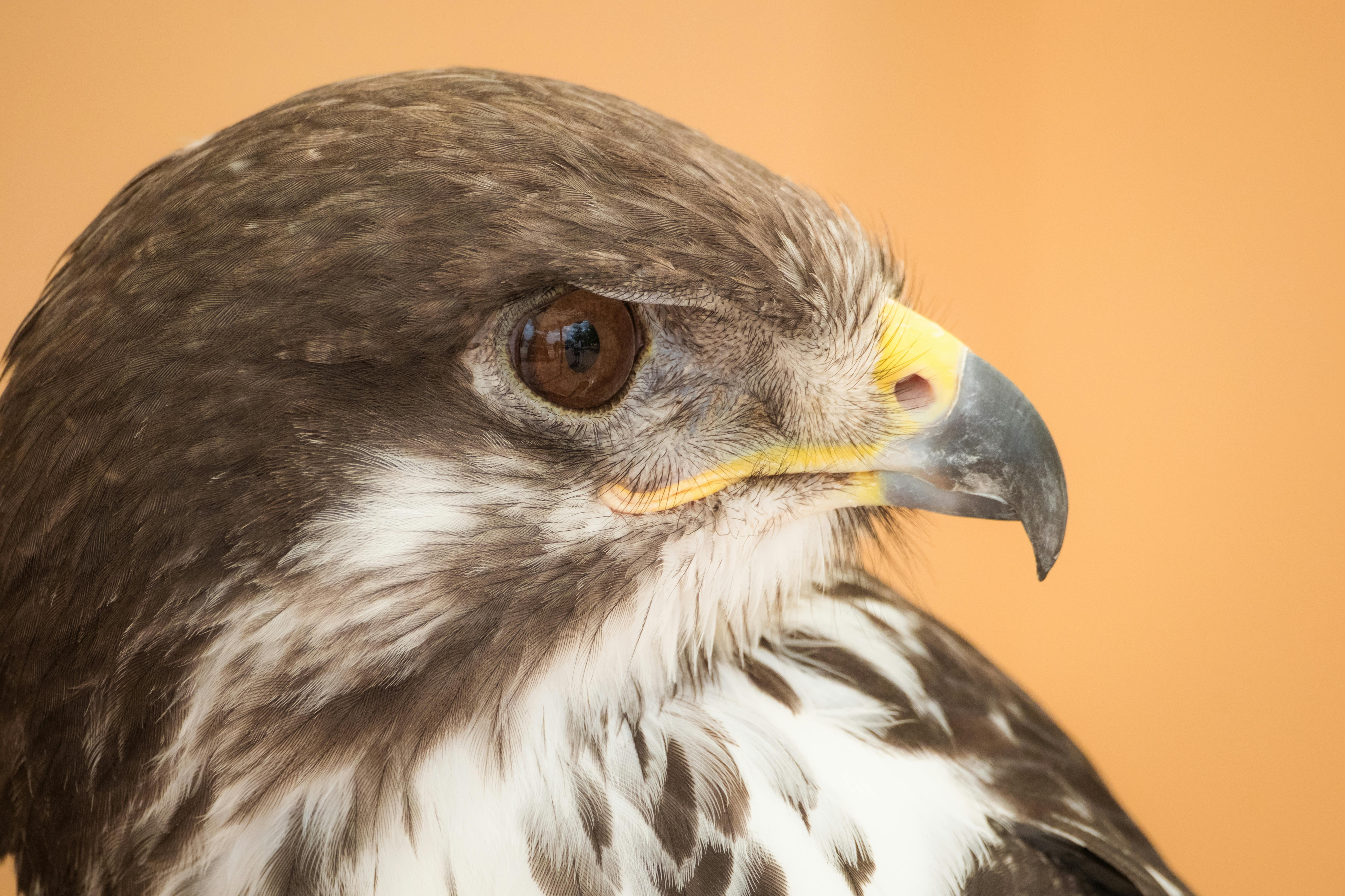 Close-up of a Harris's Hawk in Florida · Free Stock Photo