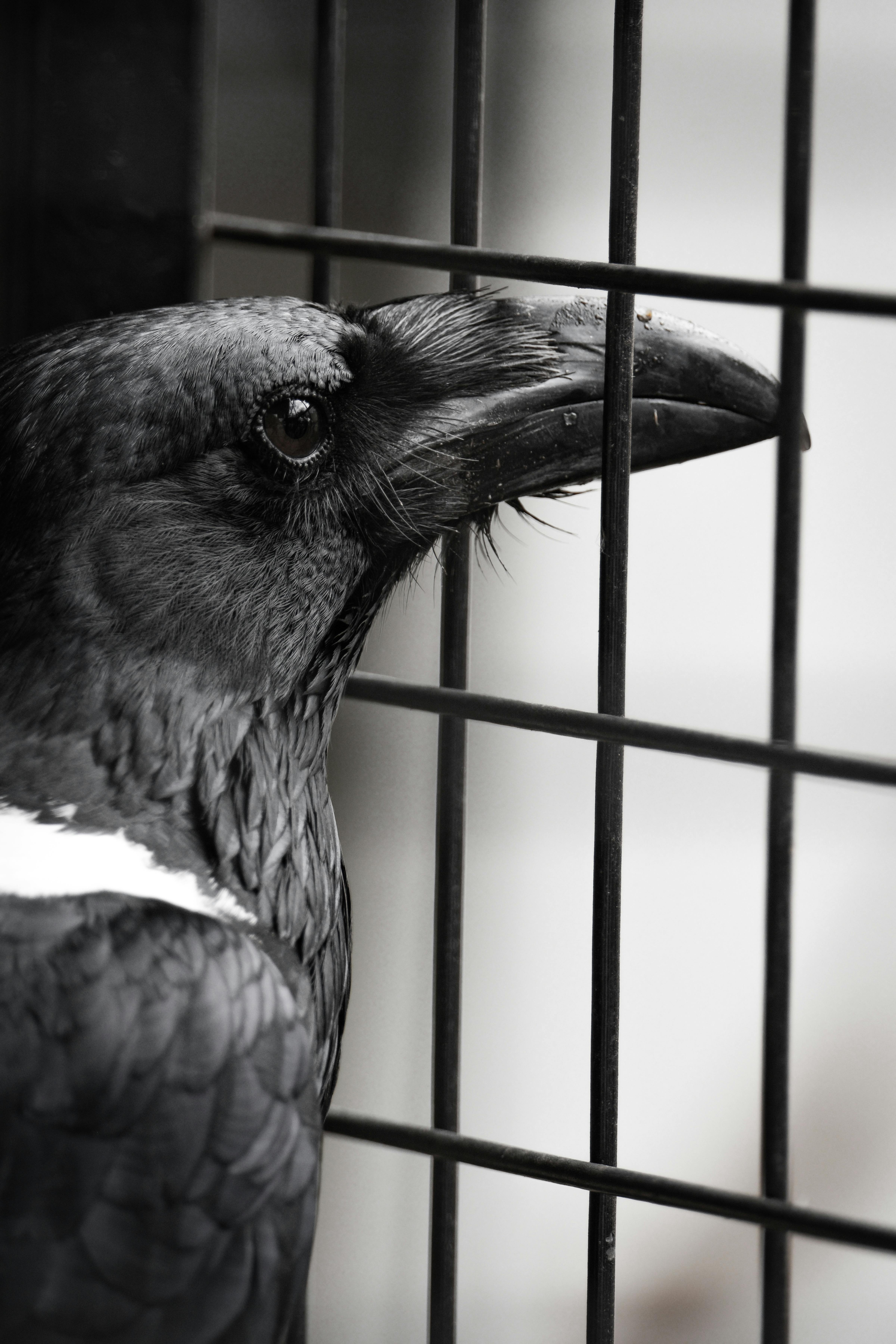 Crow Eye Photos, Download The BEST Free Crow Eye Stock Photos & HD Images