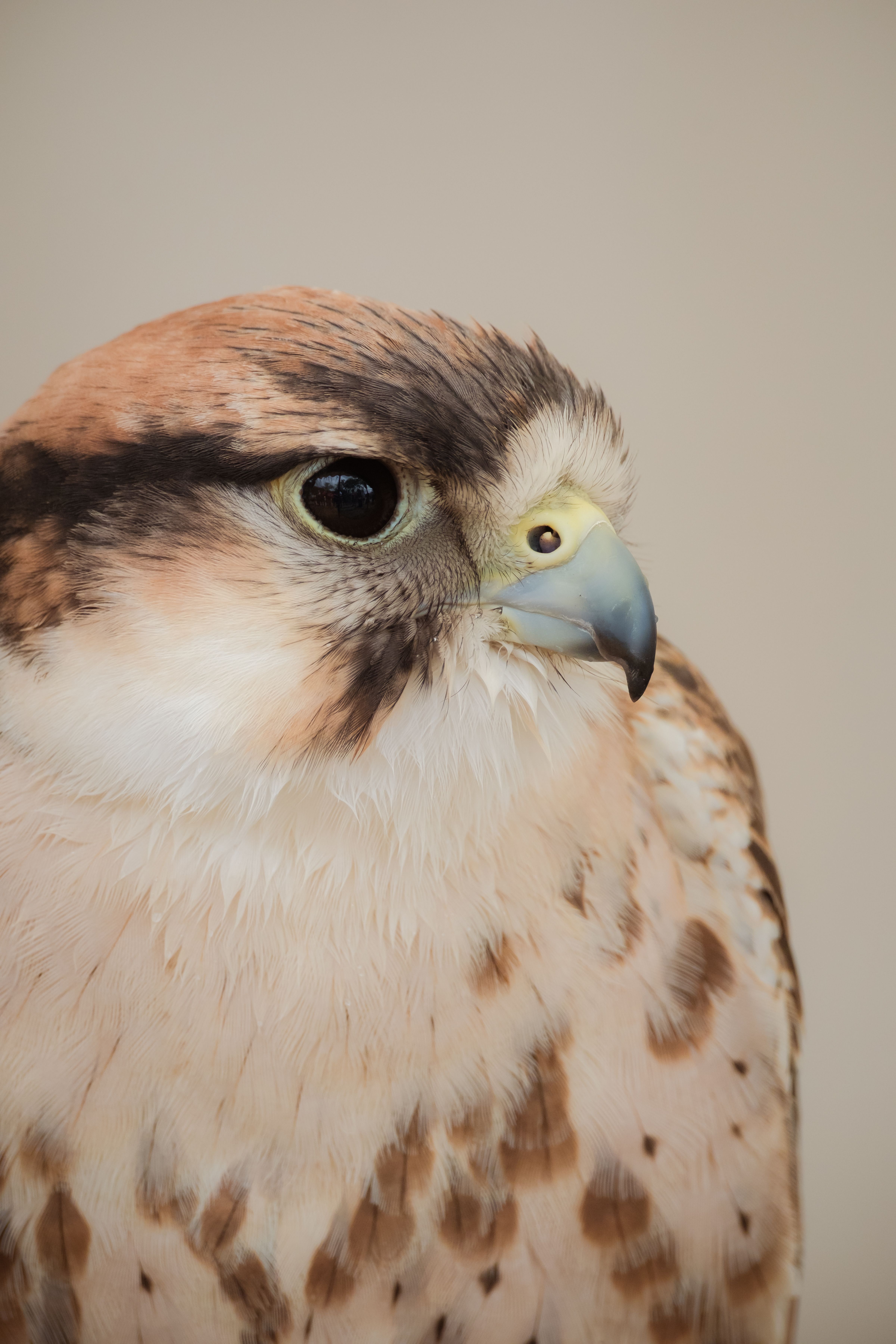 Close-up Portrait of an American Kestrel · Free Stock Photo