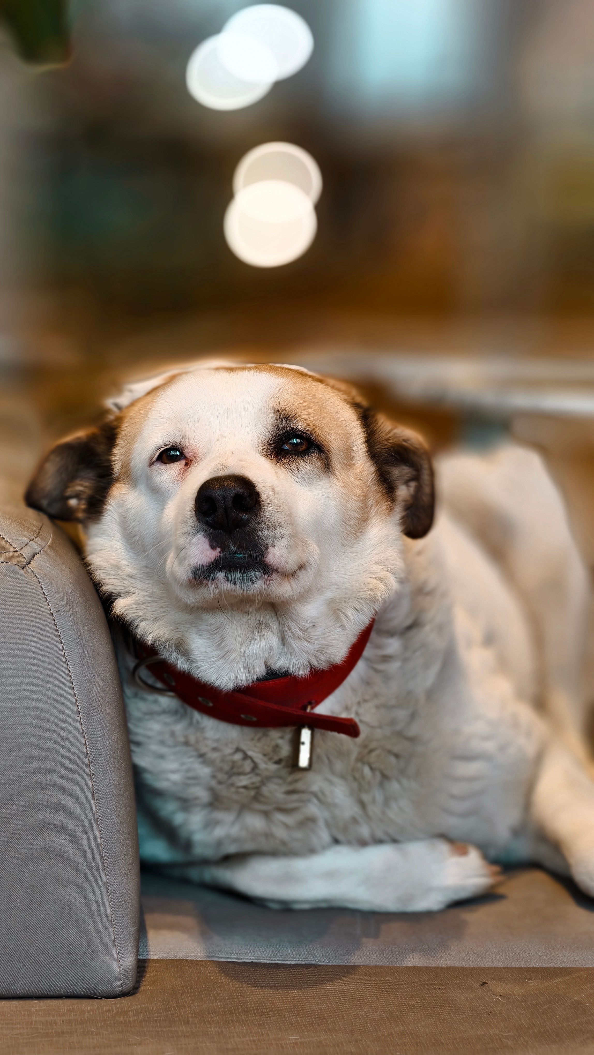 Pet Friendly Accomodation Photos, Download The BEST Free Pet Friendly ...