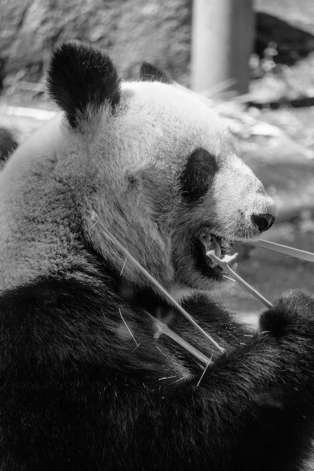 800+ Best Panda Photos · 100% Free Download · Pexels Stock Photos