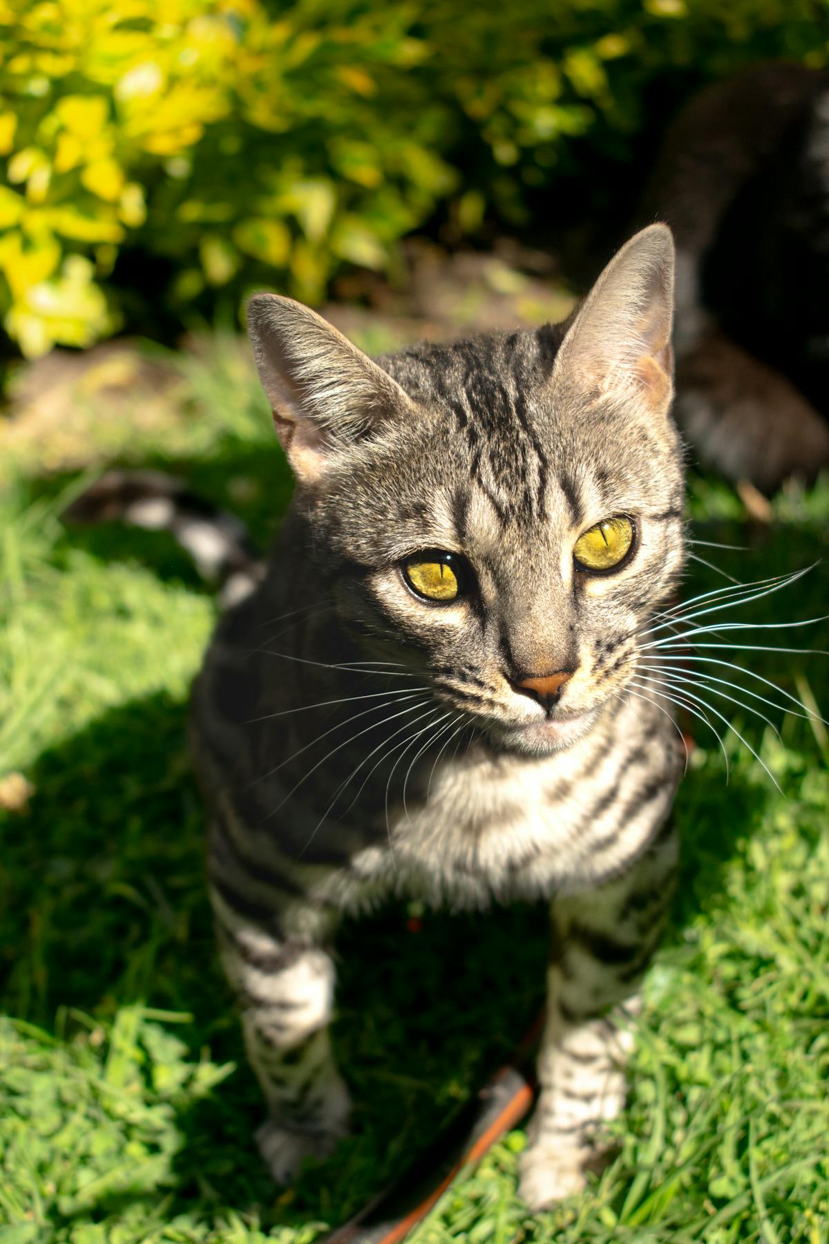 Happy Cat Photos, Download The BEST Free Happy Cat Stock Photos & HD Images