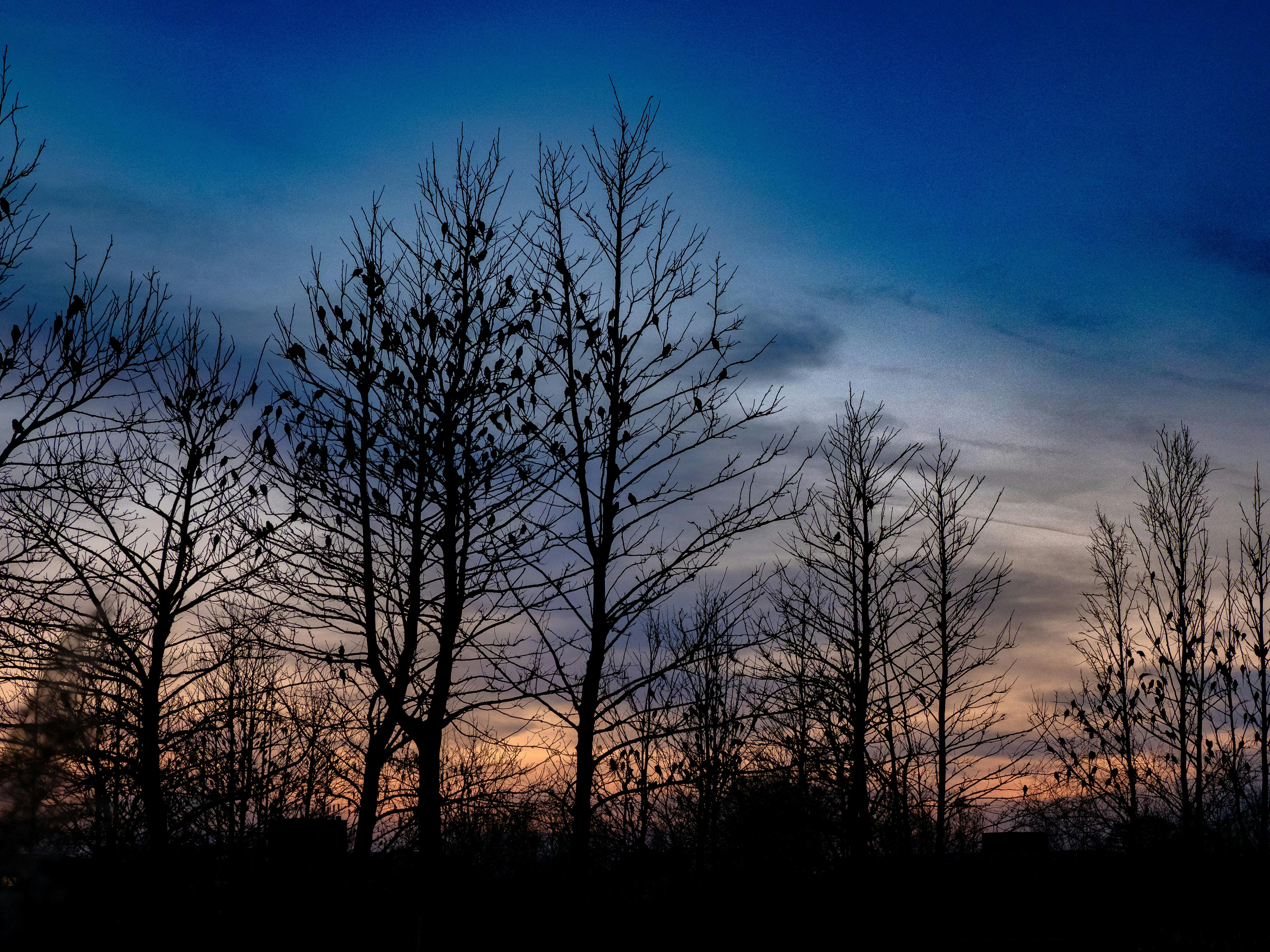 Birds Roosting in Trees at Sunset · Free Stock Photo