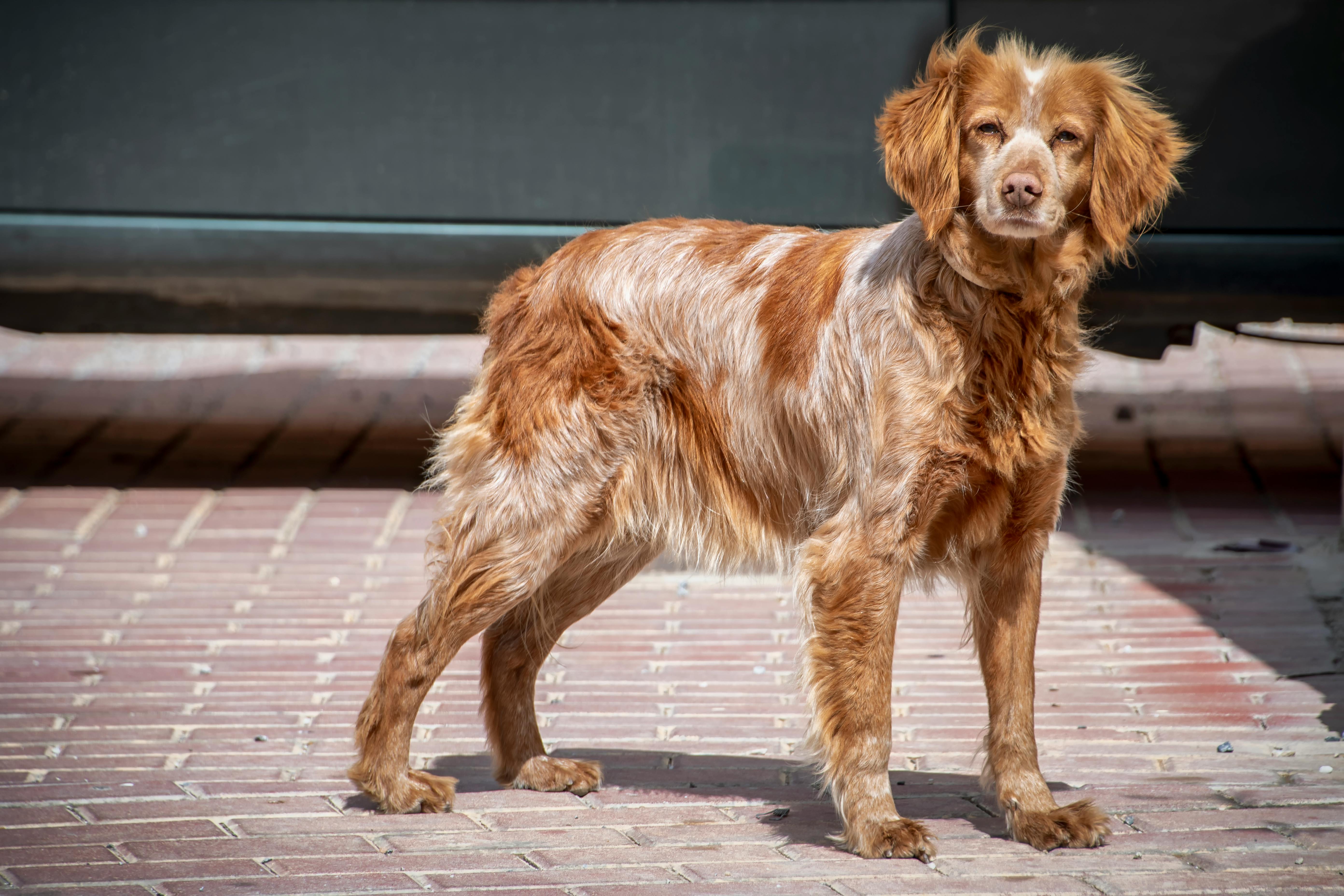 Cocker Spaniel Dog Standing Outdoors · Free Stock Photo