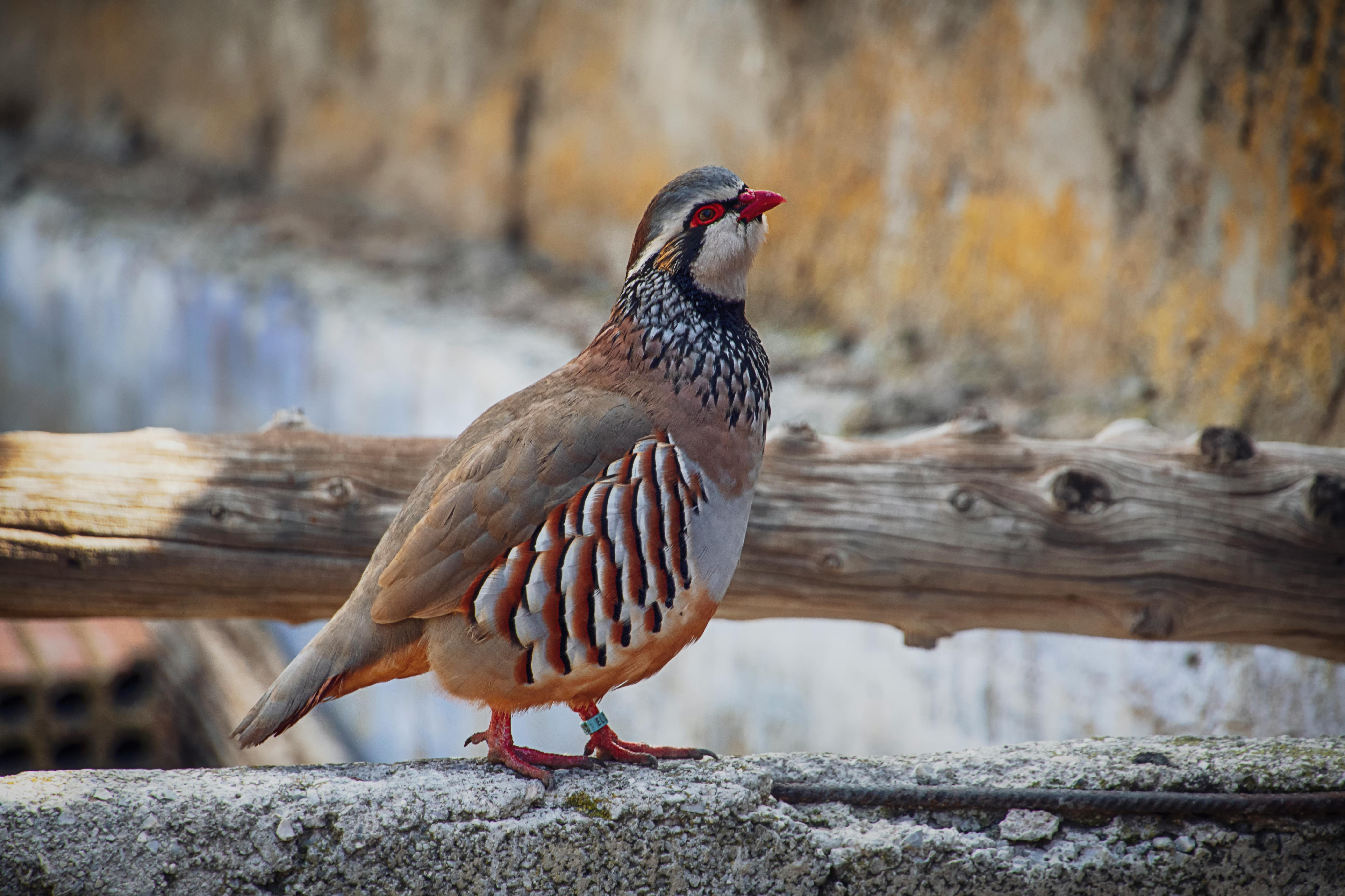 Birding Photography Photos, Download The BEST Free Birding Photography ...