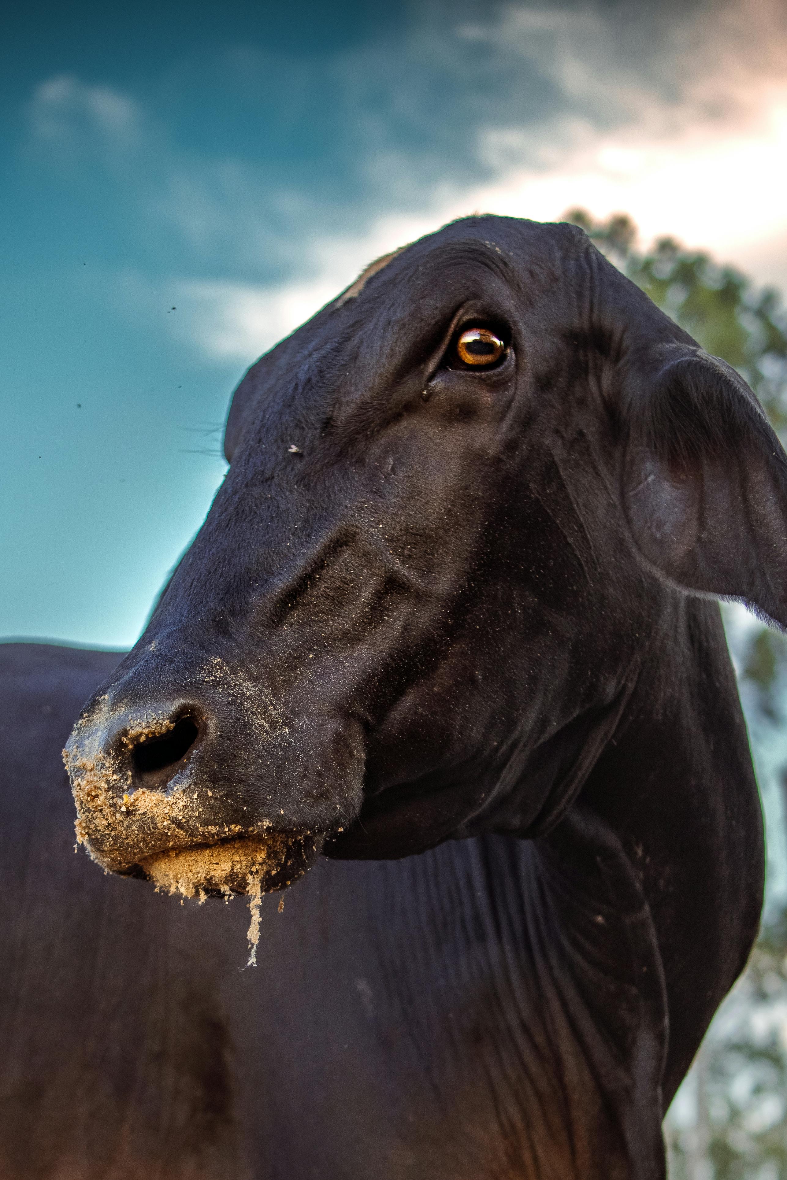 Vaca Brasileña, Vaca Preta · Foto de stock gratuita