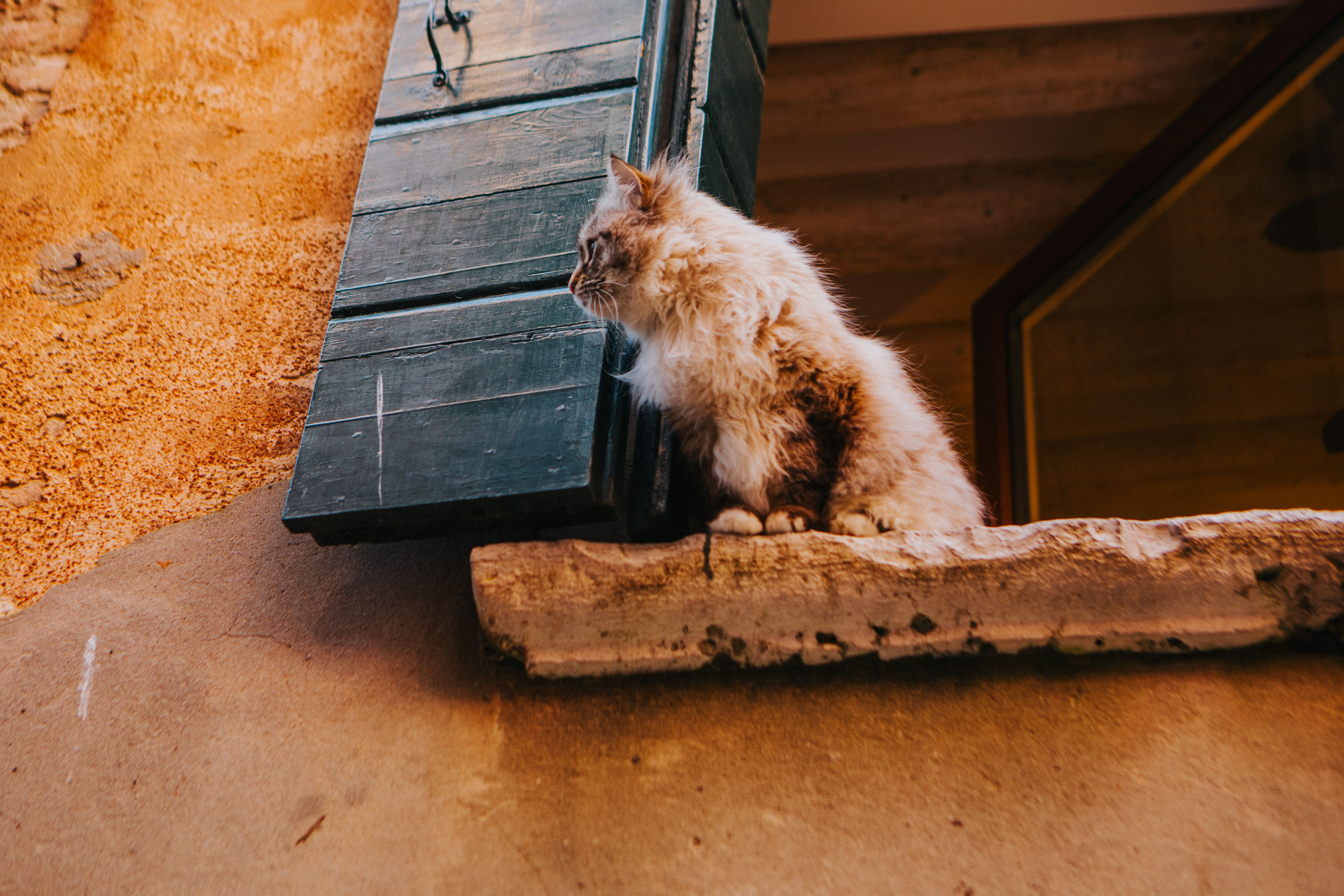 Cats Chill Photos, Download The BEST Free Cats Chill Stock Photos & HD ...