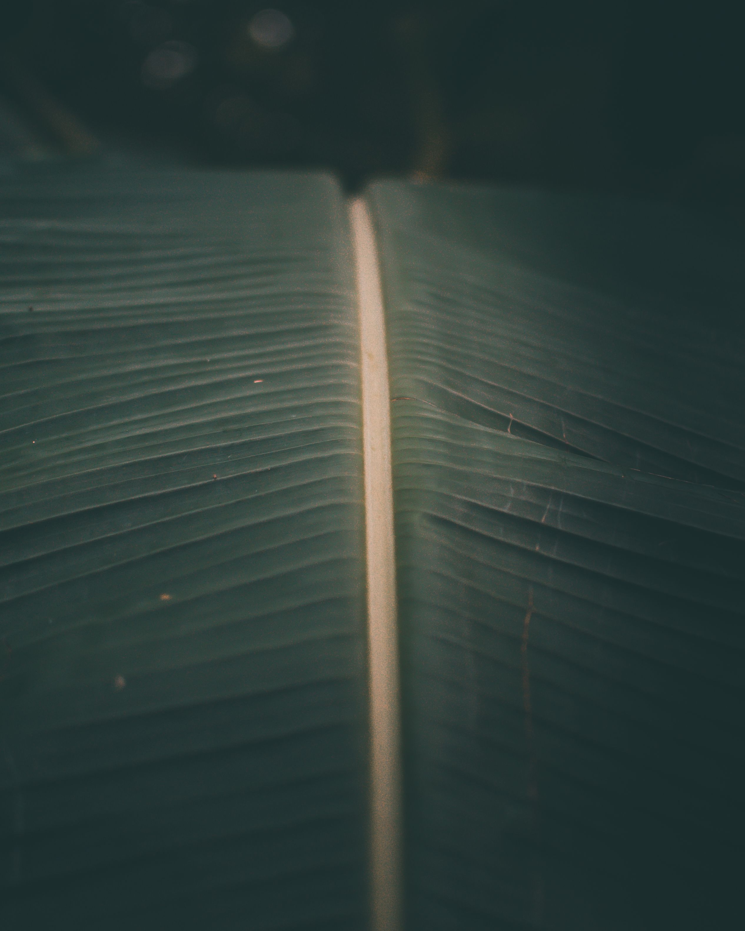 Close-Up View of Green Plant · Free Stock Photo