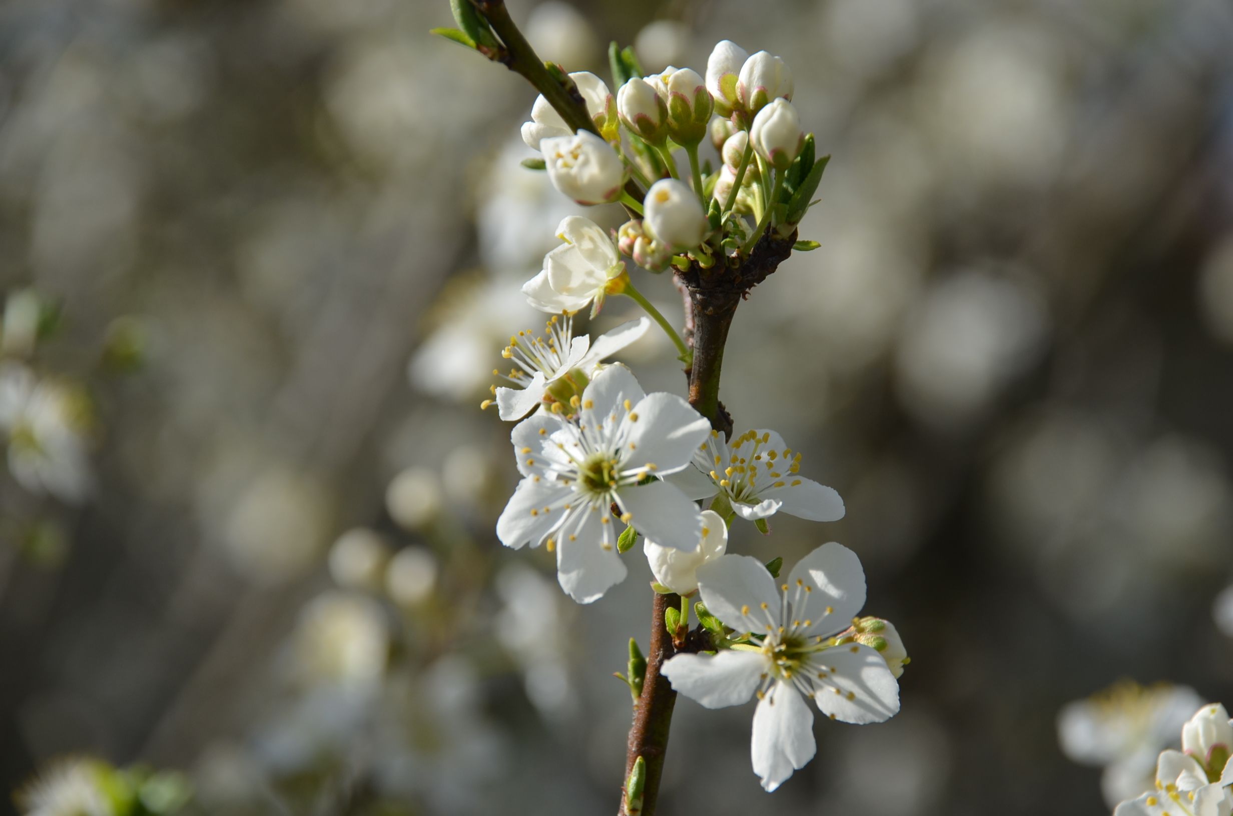 Close-up of Blossoming Spring Flowers on Tree Branch · Free Stock Photo