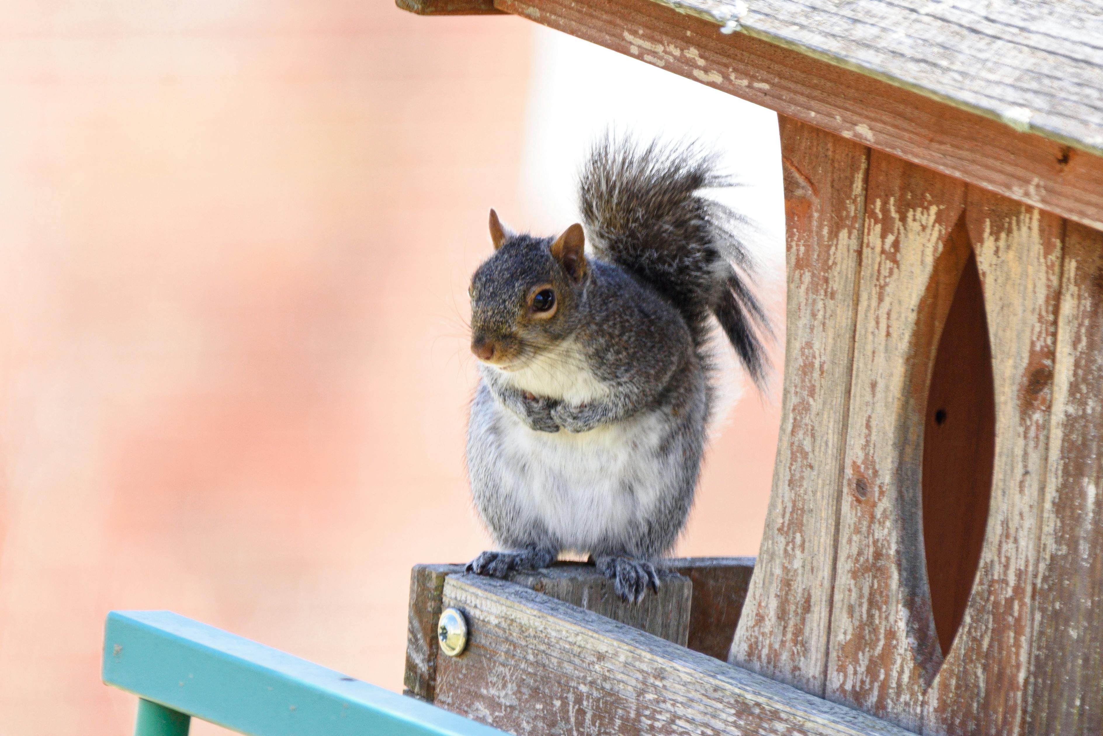 Grey Squirrel Perched on Rustic Wooden Birdhouse · Free Stock Photo