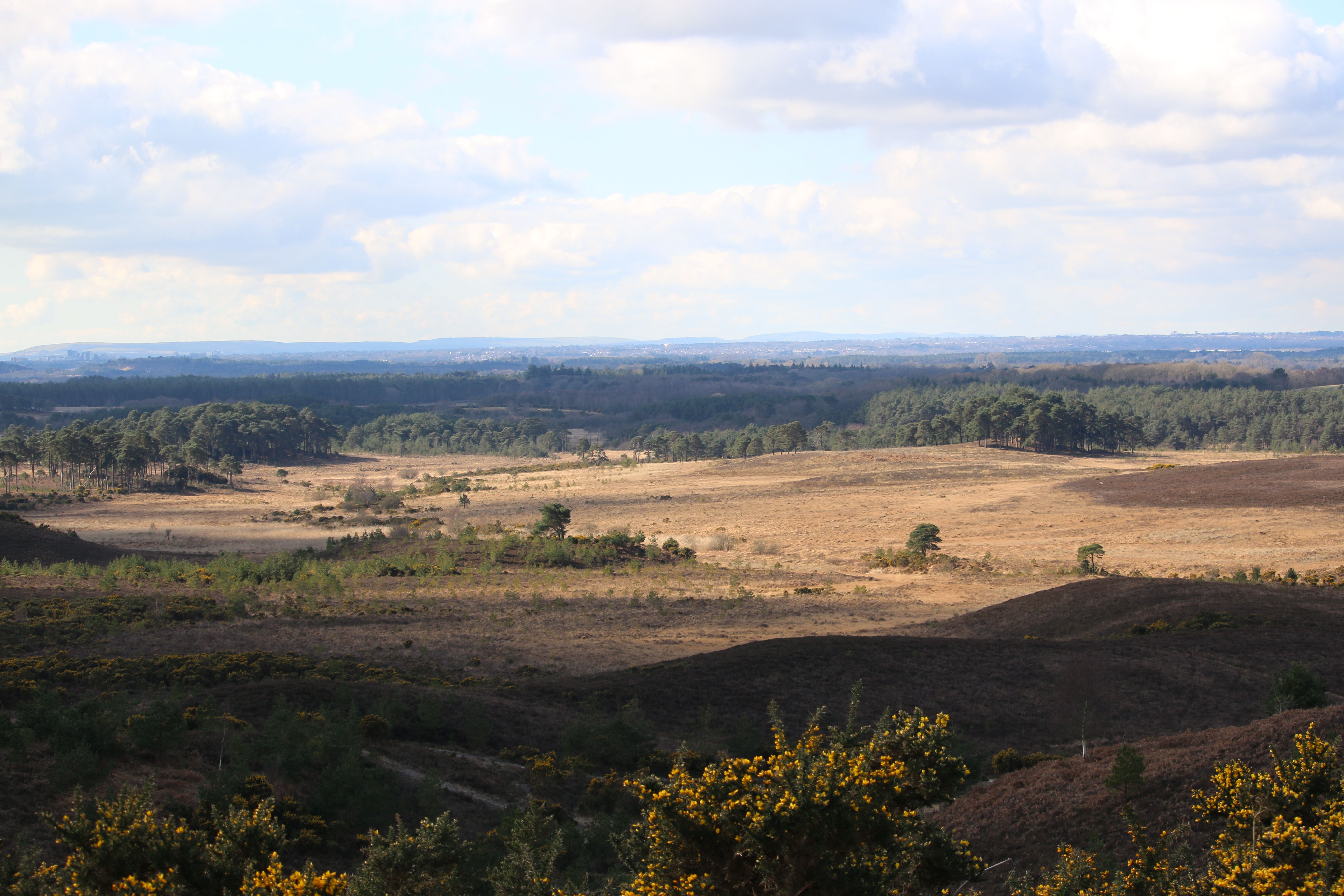 Scenic View of New Forest National Park in England · Free Stock Photo